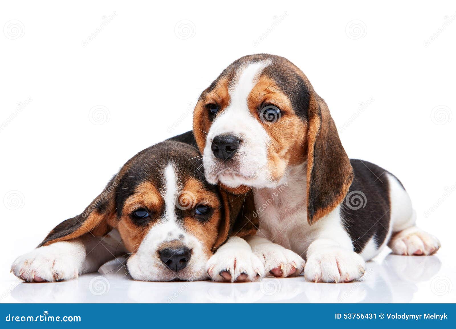 Beagle Puppies on White Background Stock Image - Image of background ...