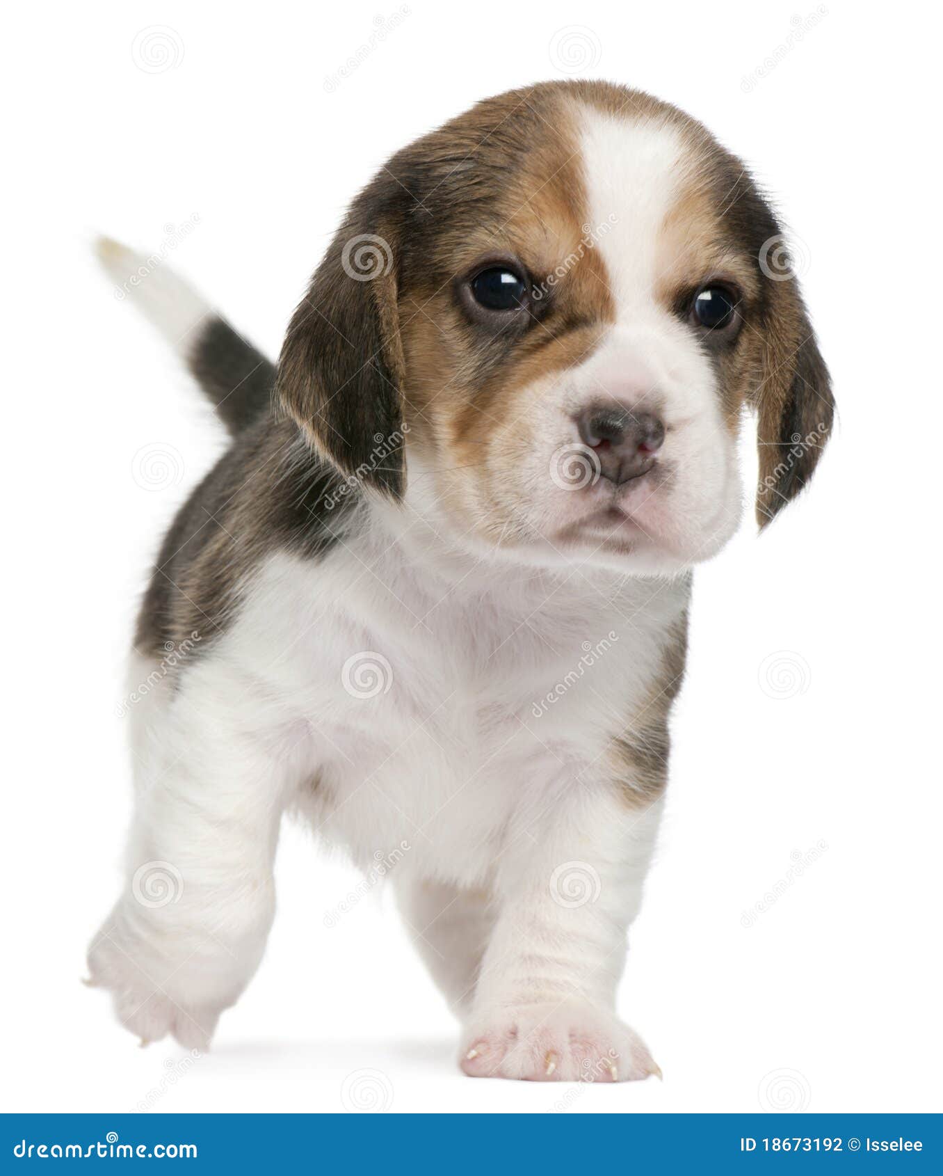 Beagle Walking Front View White Background Stock Photos - Free ...