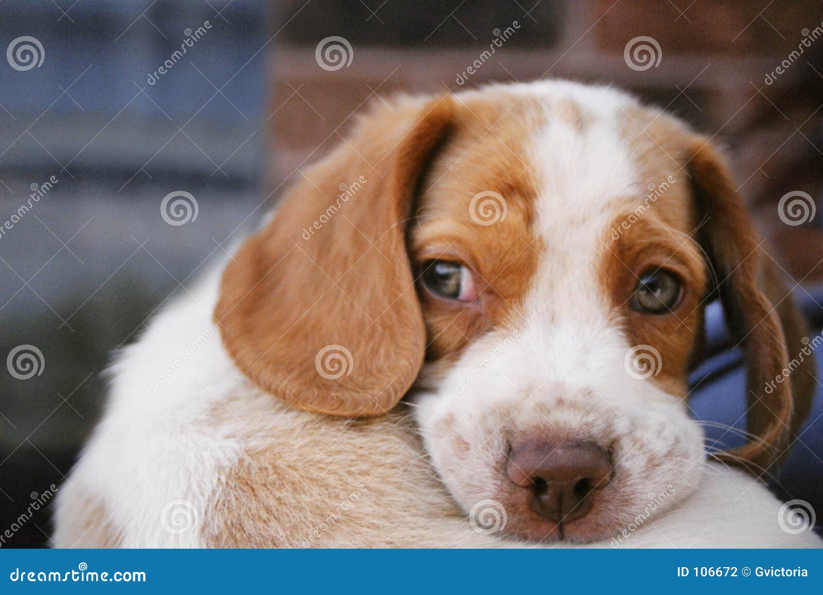 Beagle puppy stock photo. Image of small, ears, dogs, face - 106672