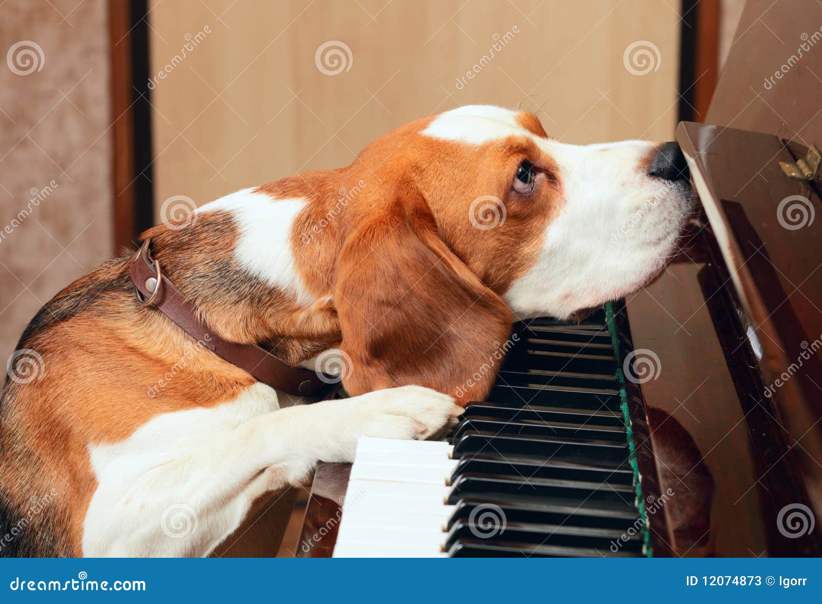 Beagle puppy stock image. Image of mammal, musical, puppy - 12074873