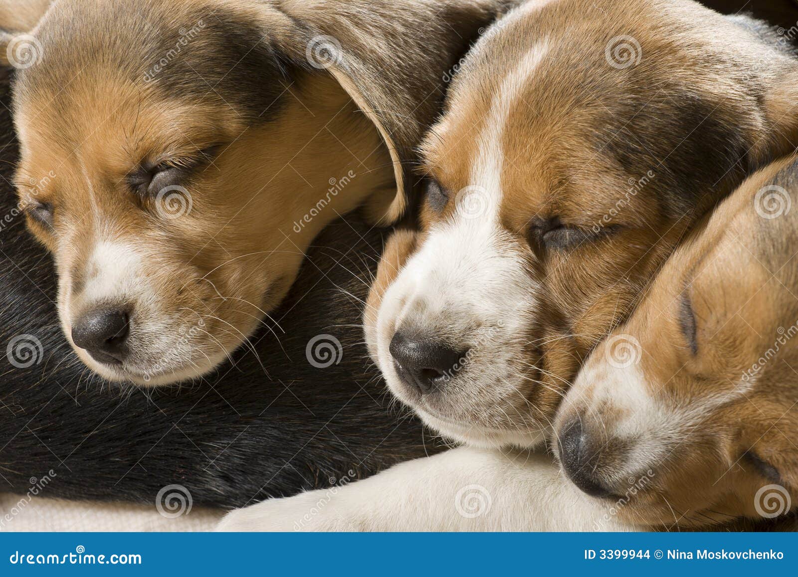 Beagle puppy - 3 ones stock photo. Image of portrait, lazy - 3399944