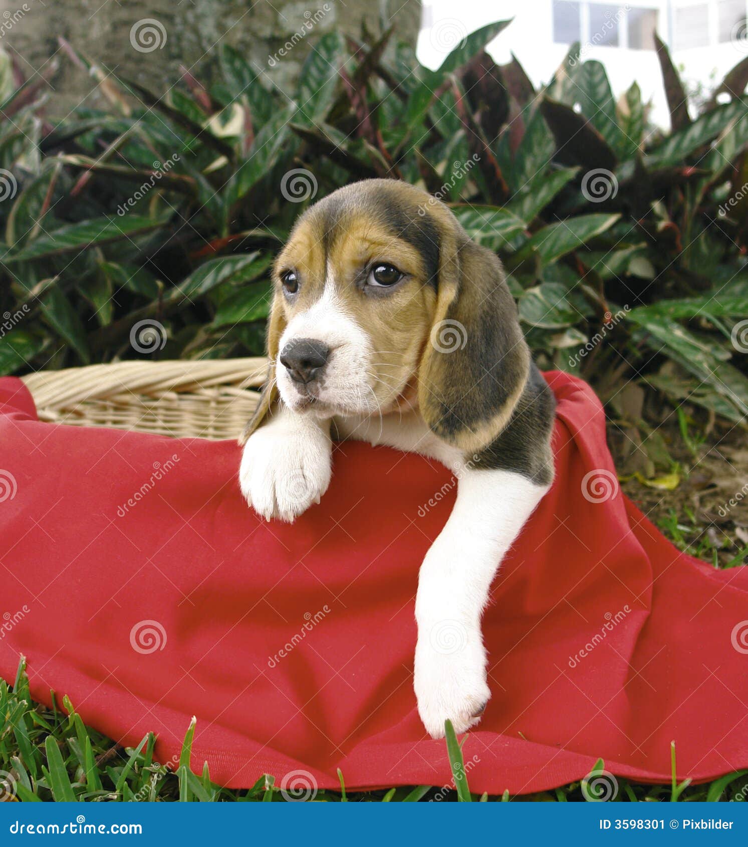 Beagle puppy stock image. Image of purebred, animal, pure - 3598301