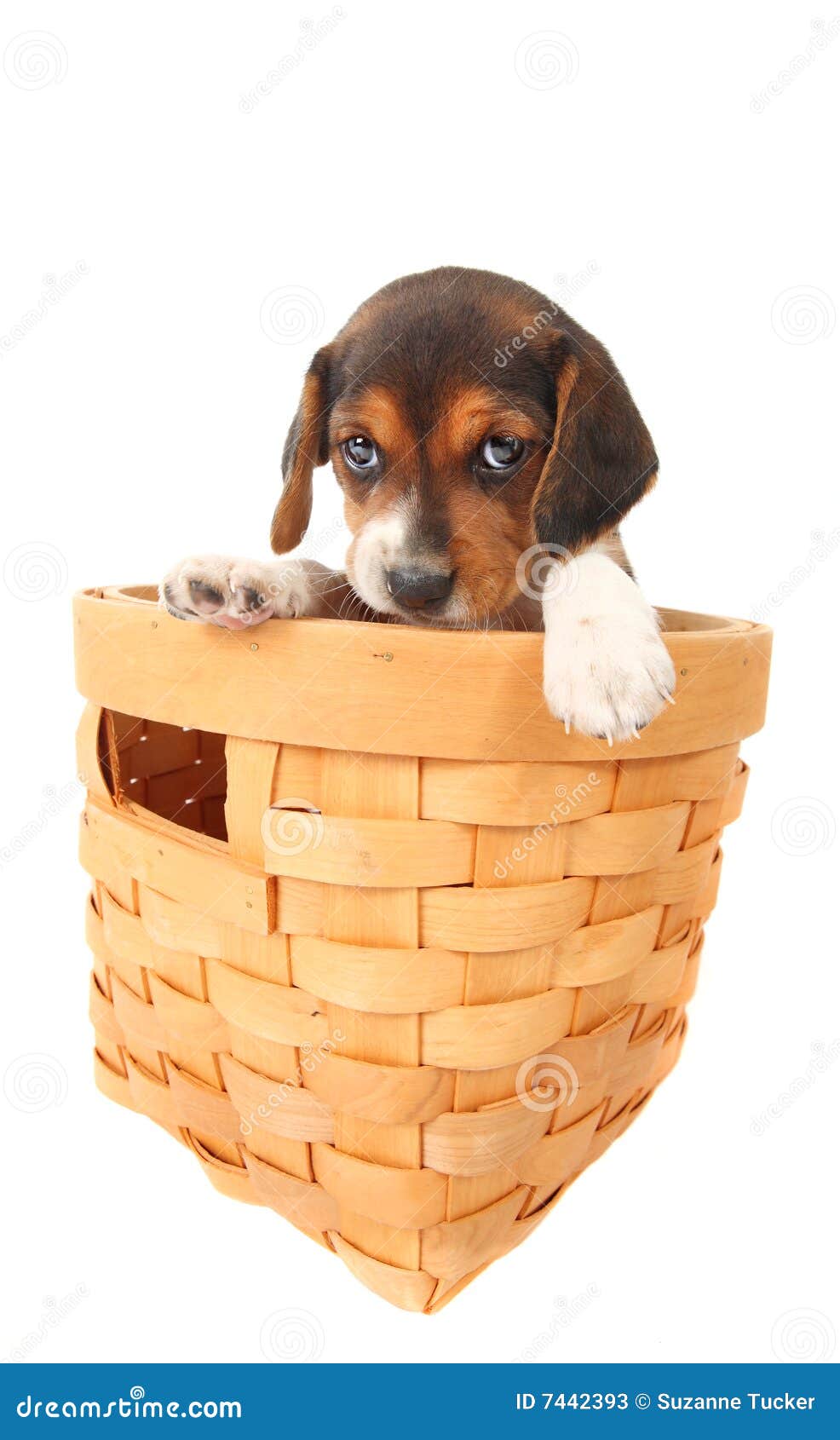 Beagle puppy in a basket stock image. Image of cute, animal - 7442393