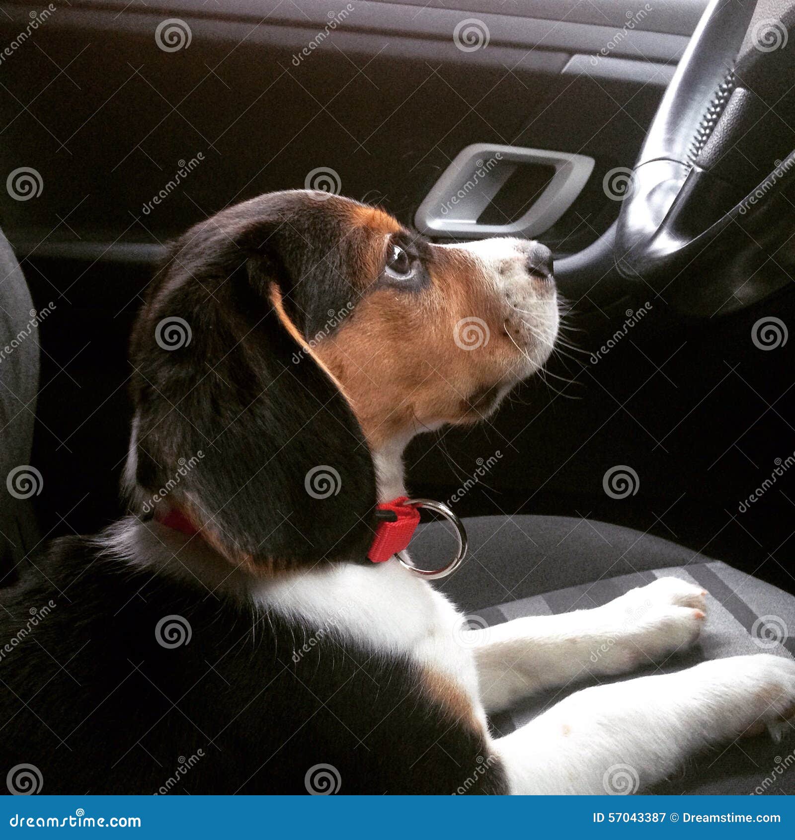 Beagle stock image. Image of puppy, beagle - 57043387