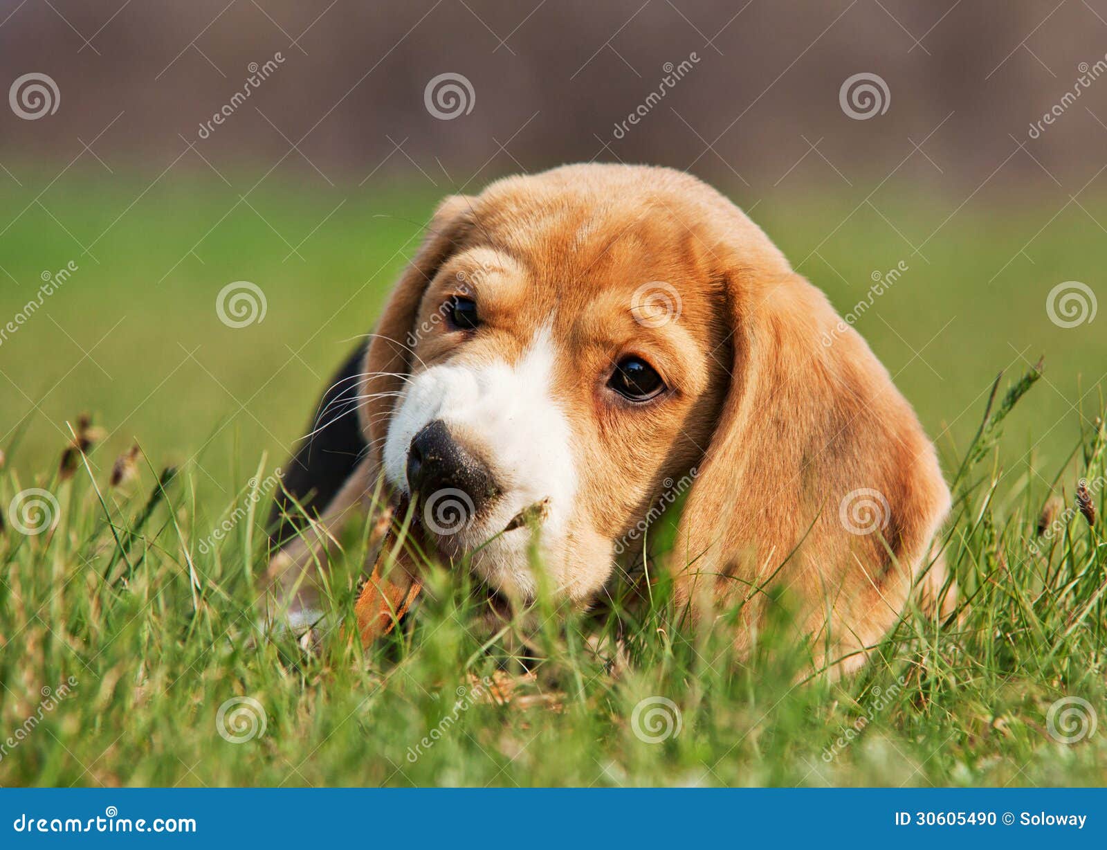 Beagle Puppy Chewing a Stick in the Grass Stock Photo - Image of friend ...