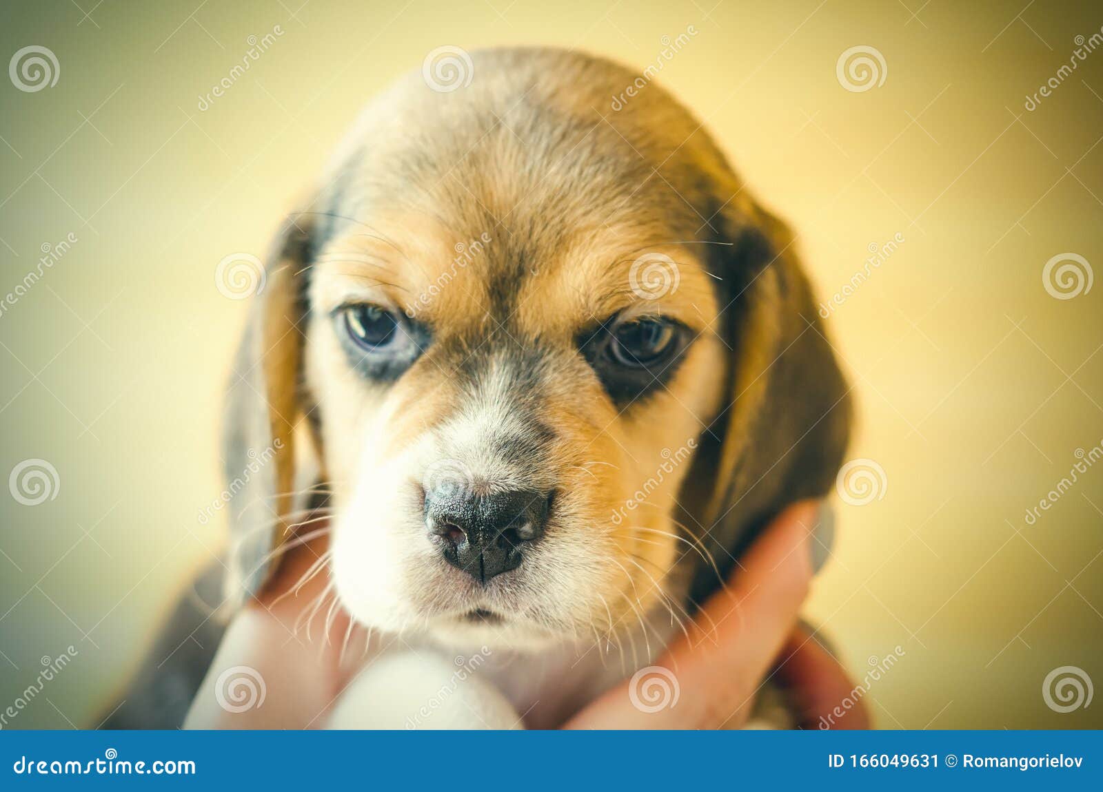 Beagle puppy stock image. Image of beagle, pedigreed - 166049631