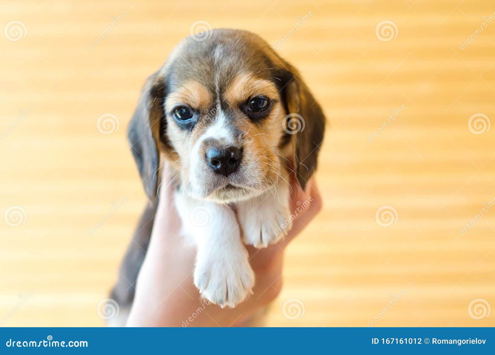 Beagle puppy stock photo. Image of eyes, looking, domestic - 167161012