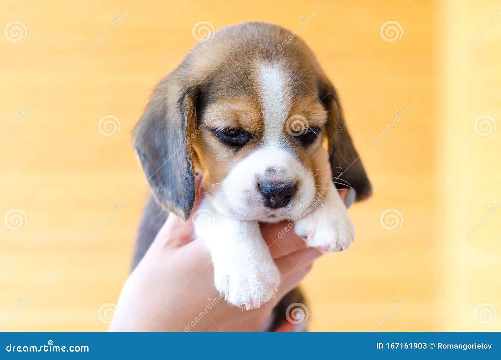 Beagle puppy stock image. Image of happy, funny, doggy - 167161903