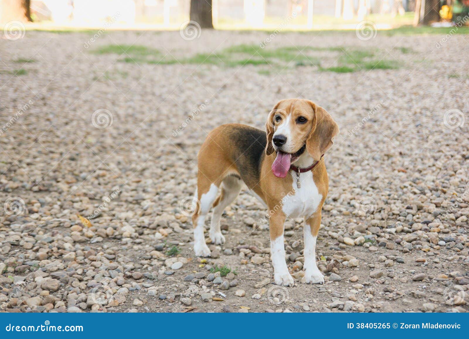 Beagle Puppy Dog in Countryside Stock Image - Image of beagle, field ...