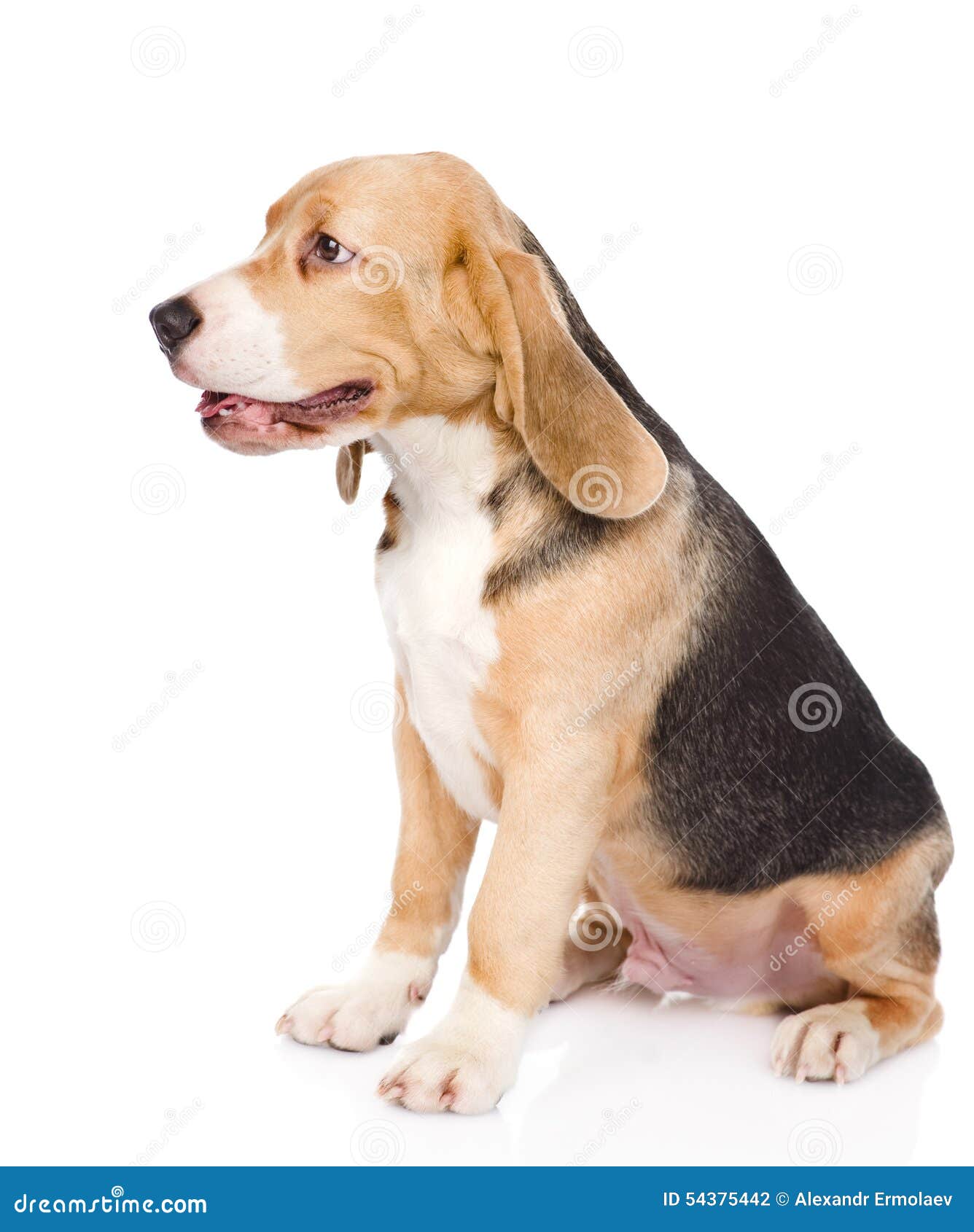 Beagle Puppy Dog Sitting In Profile. Isolated On White Royalty-Free ...