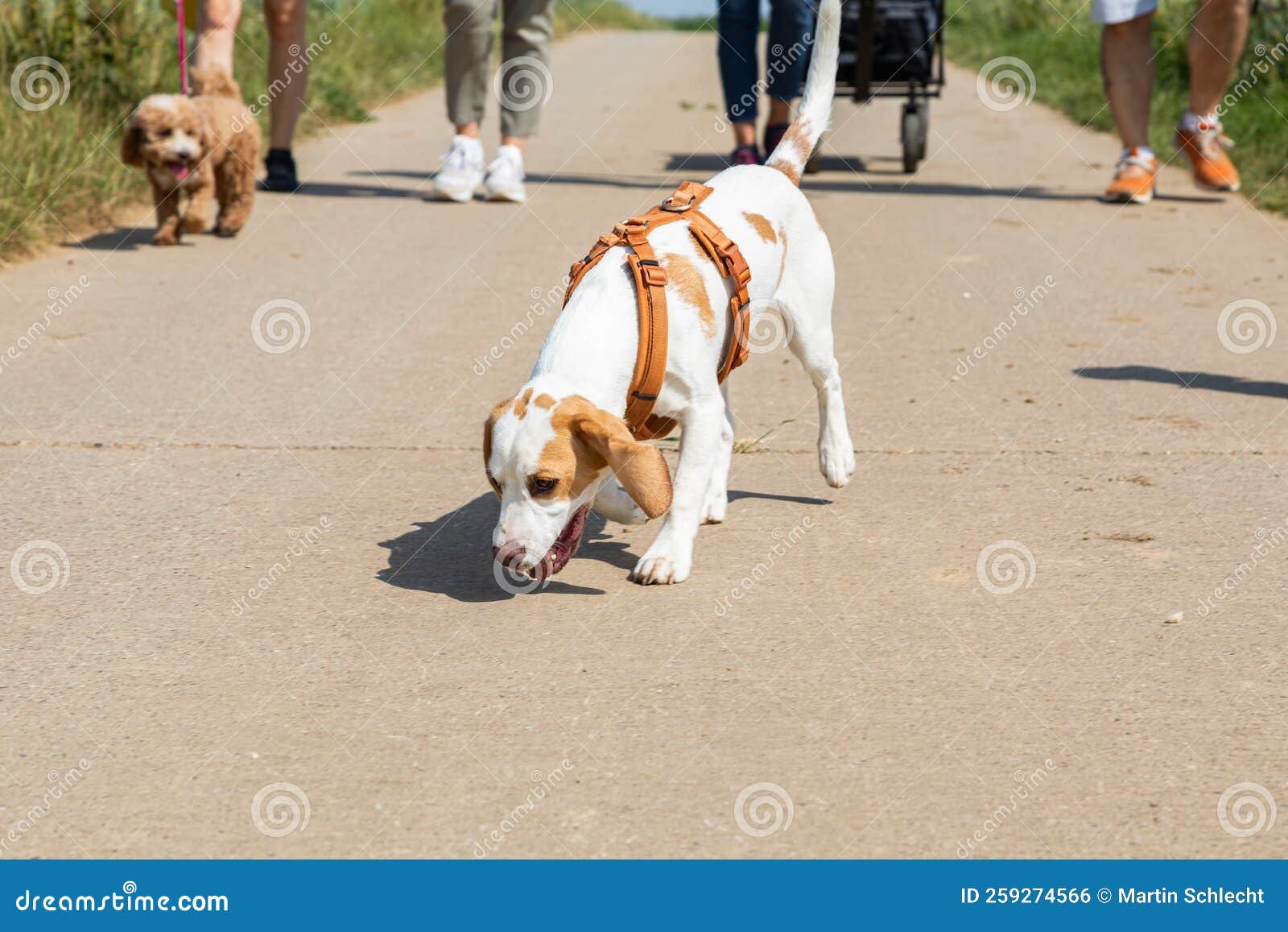 Beagle Puppy Dog during a Walk Stock Photo - Image of walk, background ...