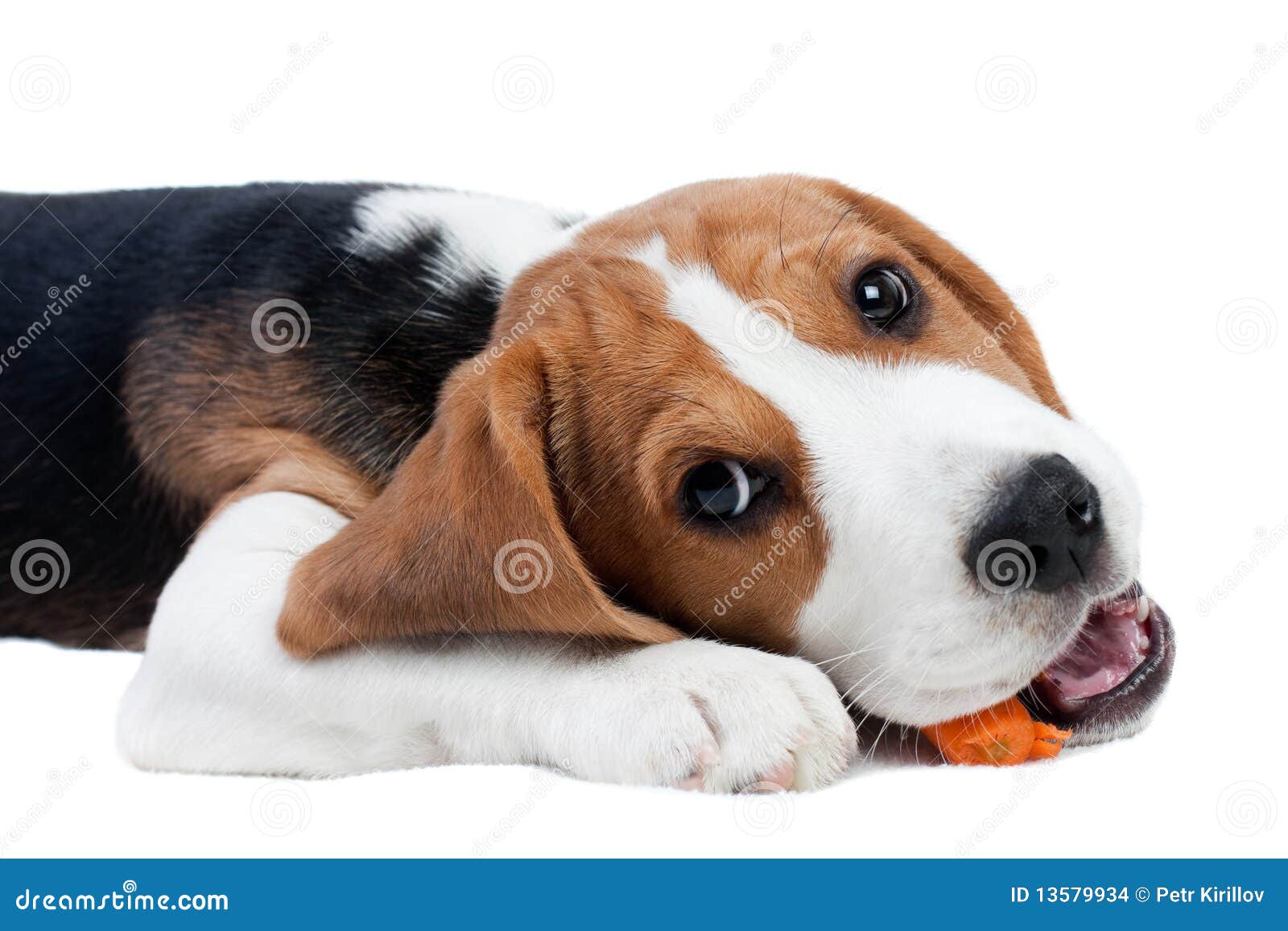Beagle puppy eating stock photo. Image of nose, brown - 13579934