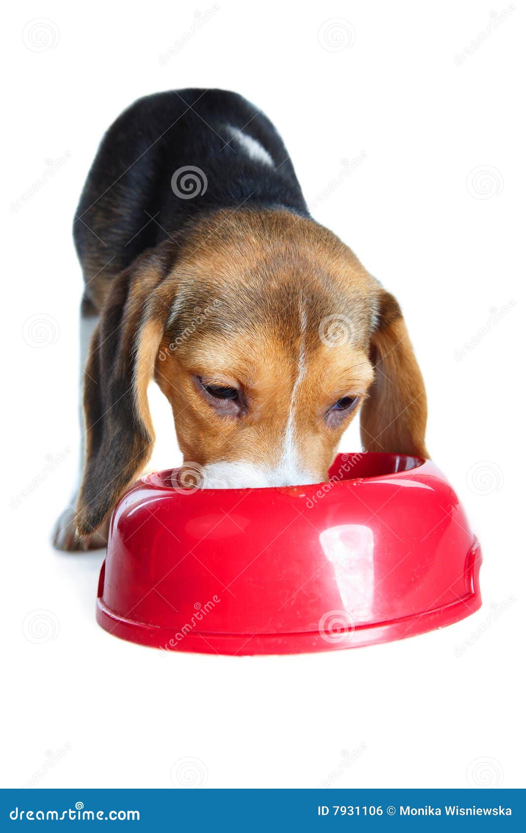 Beagle puppy eating stock photo. Image of mammal, puppy - 7931106