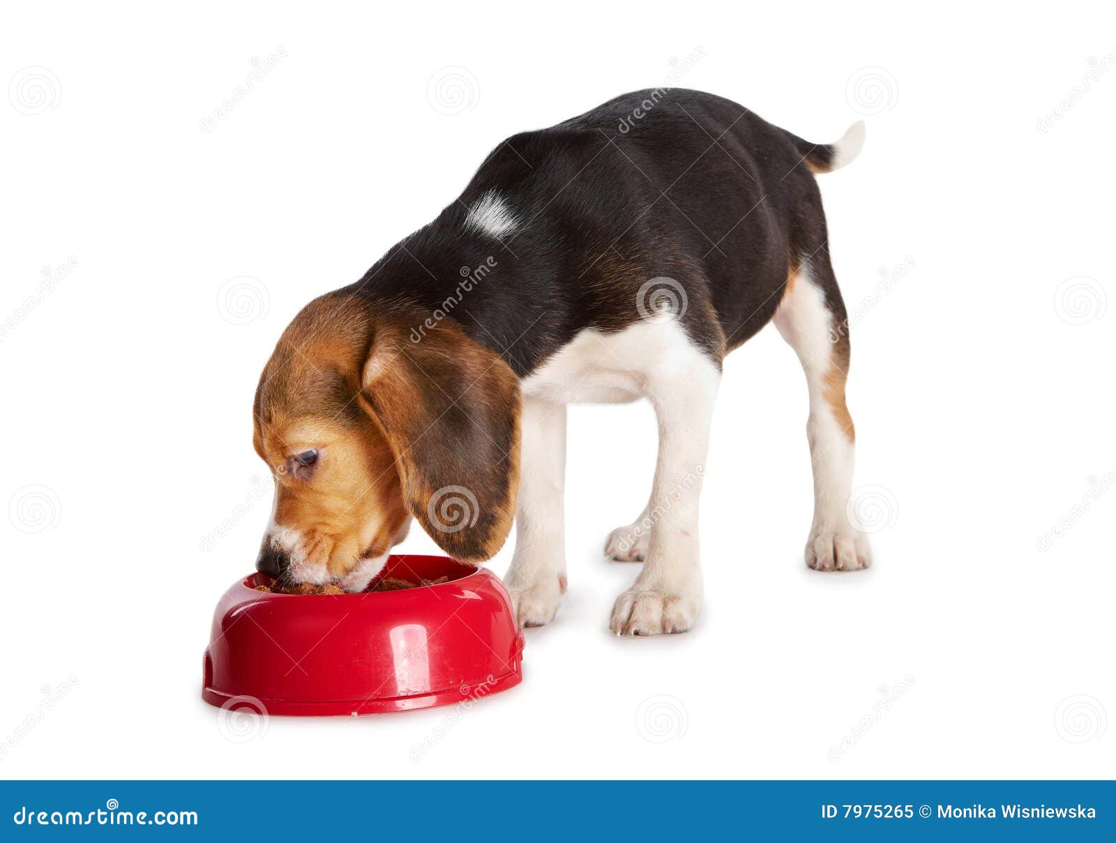 Beagle puppy eating stock image. Image of pedigree, hungry - 7975265