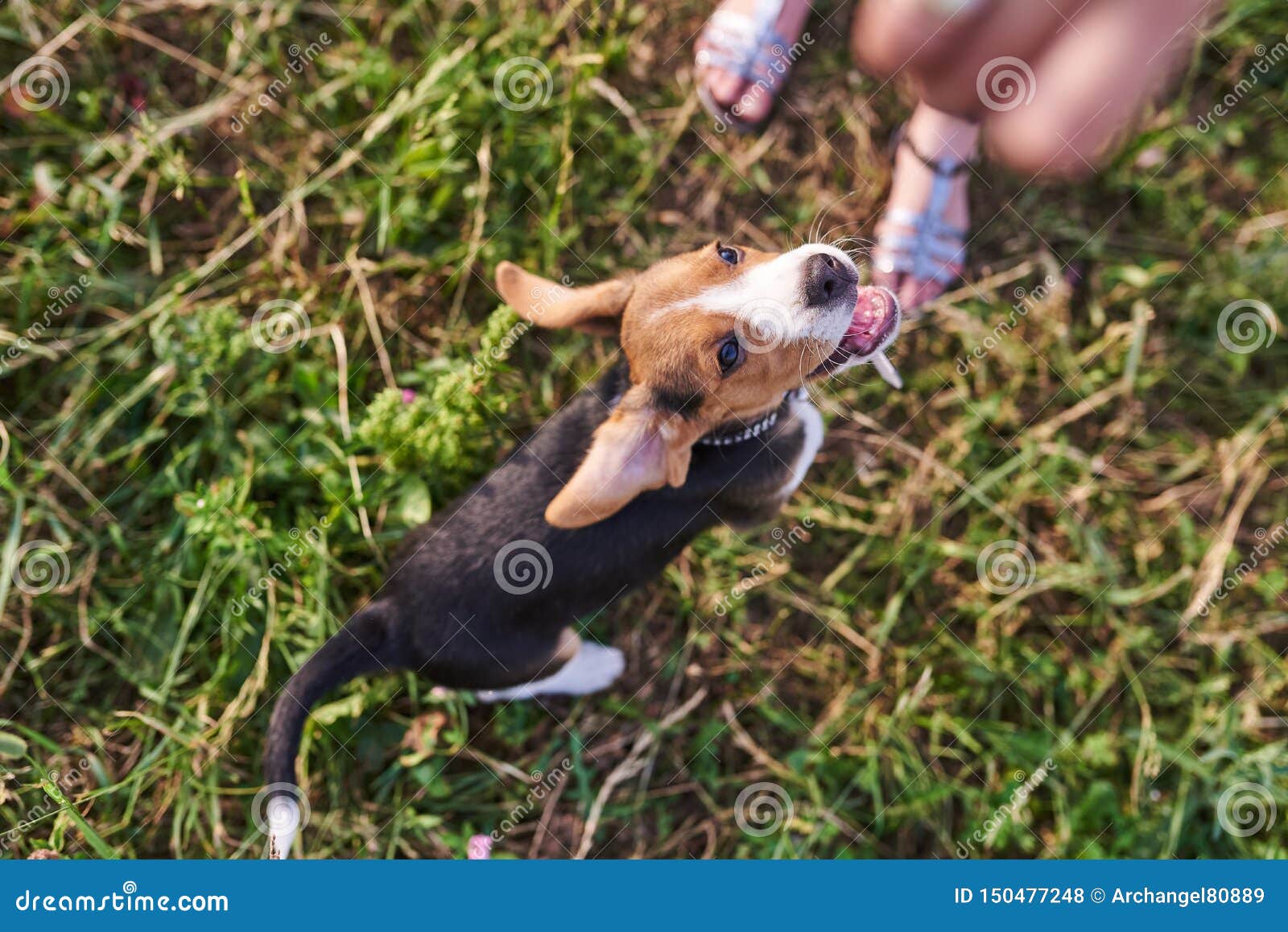 Beagle Puppy Funny Bouncing on the Grass Stock Photo - Image of happy ...