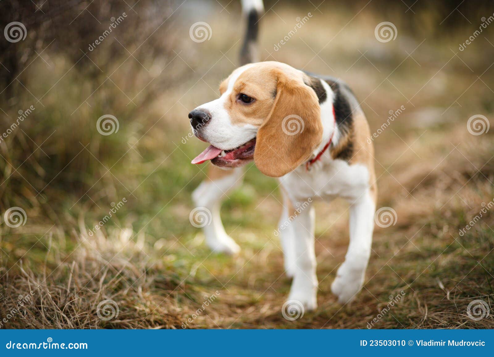 Beagle puppy looking back stock photo. Image of tricolor - 23503010