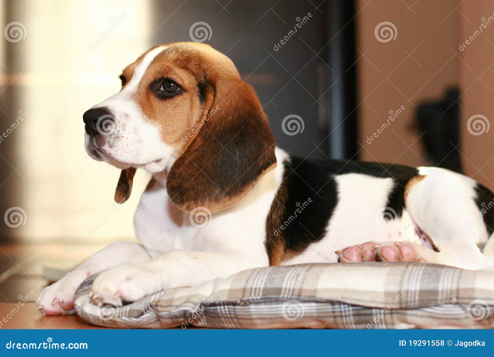 Beagle Puppy Lying on a Bed Stock Photo - Image of brown, domestic ...
