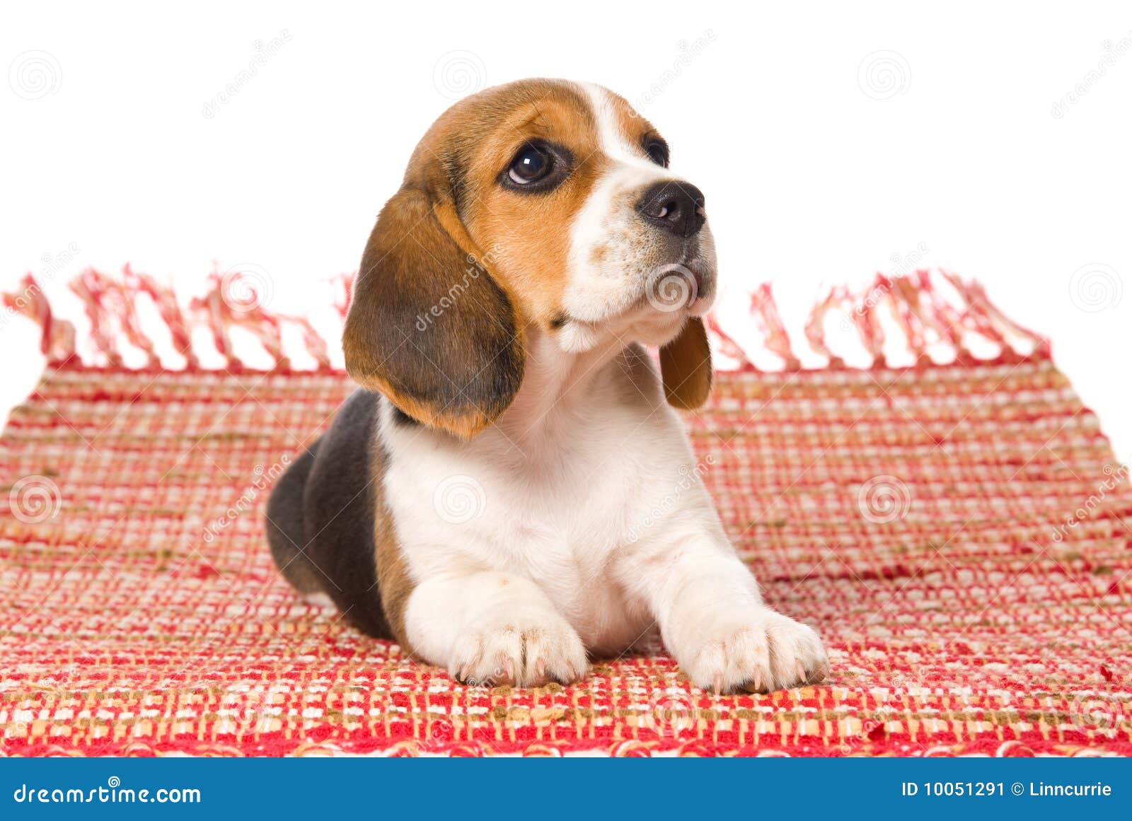 265 Beagle Puppy Lying Down White Background Stock Photos - Free ...