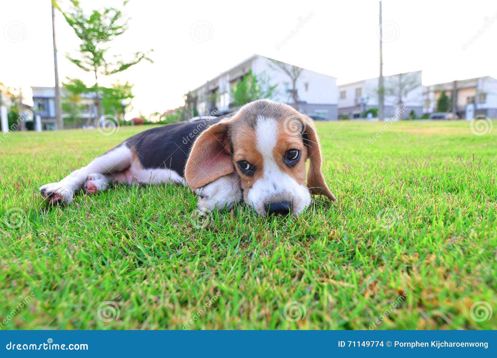 Beagle puppy lying. stock photo. Image of doggy, looking - 71149774