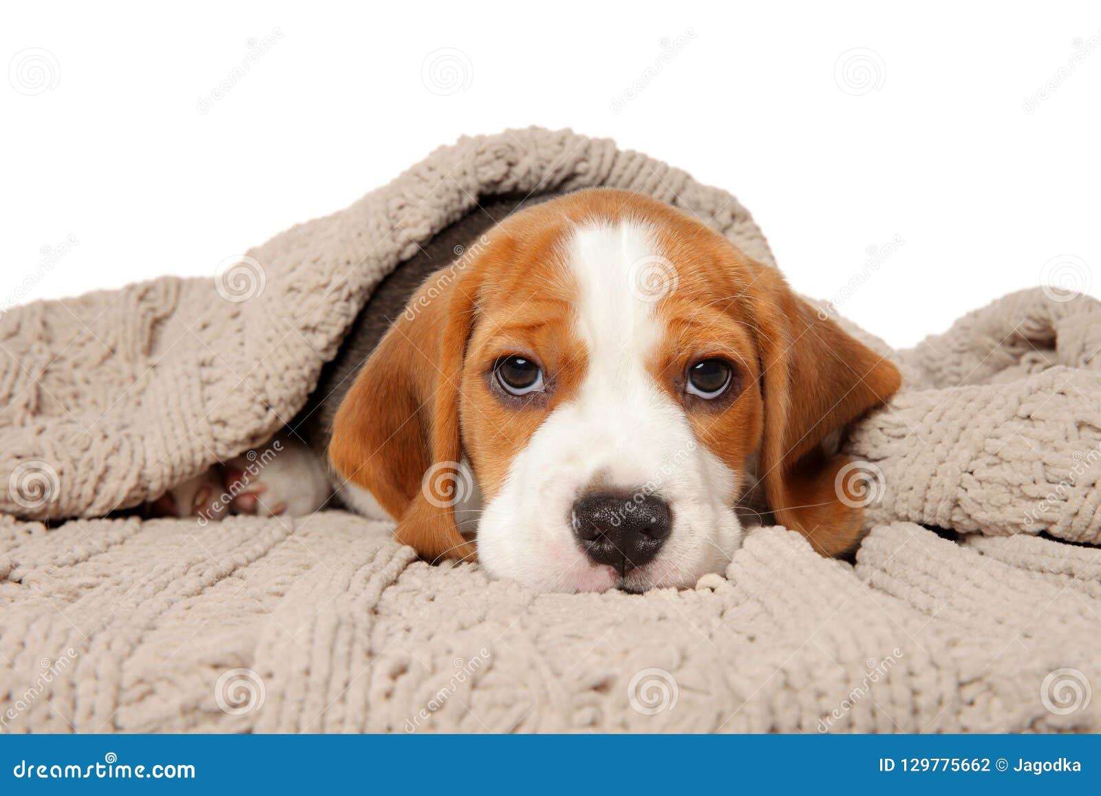 Beagle Puppy Lying Under the Blanket Stock Photo - Image of animal ...