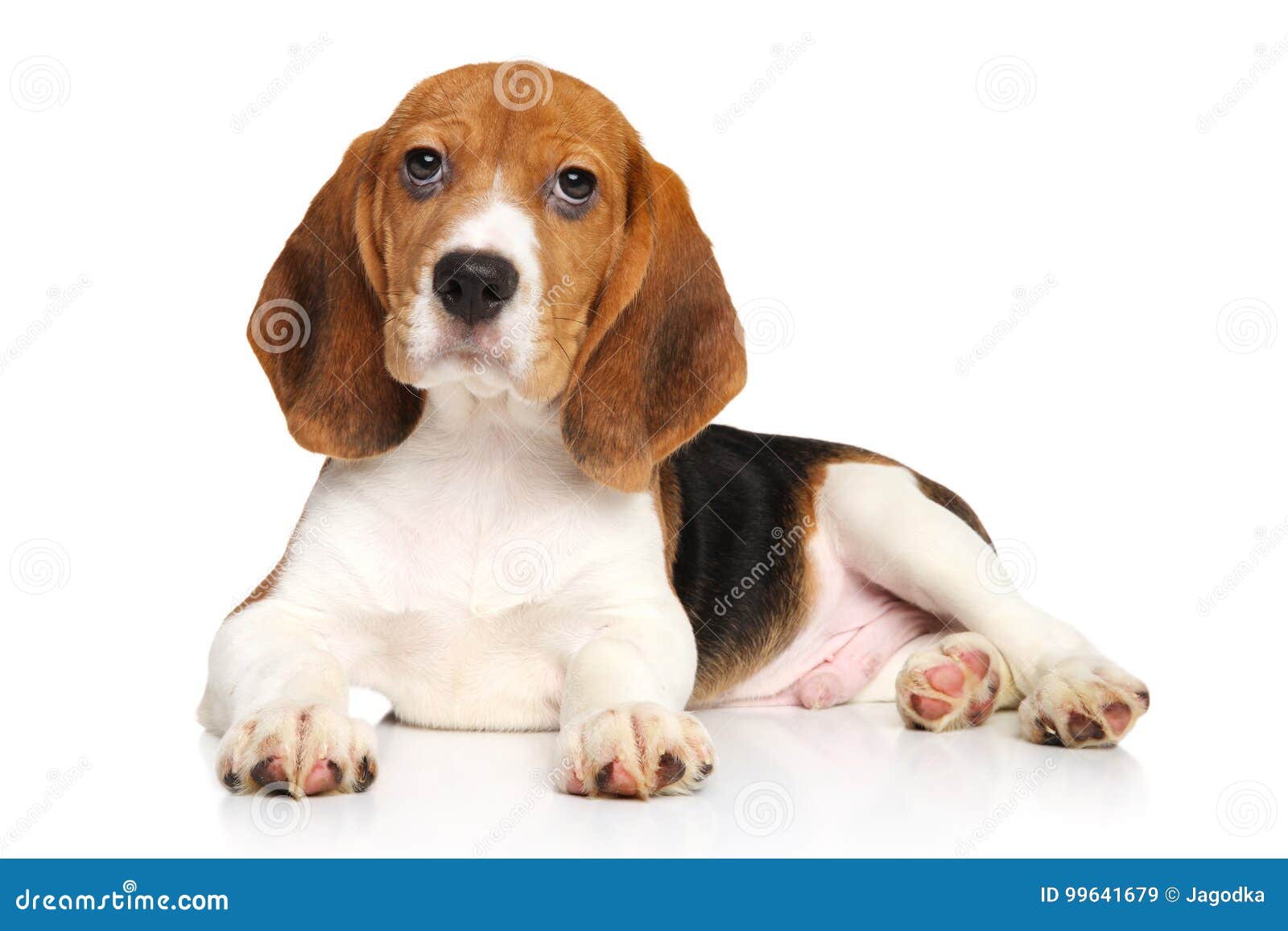 Beagle Puppy on White Background Stock Image - Image of baby, english ...