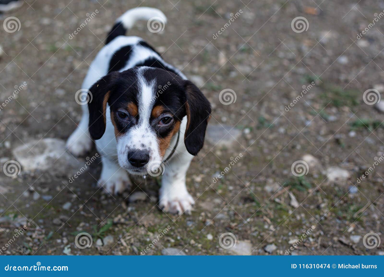 Beagle puppy first day stock photo. Image of family - 116310474