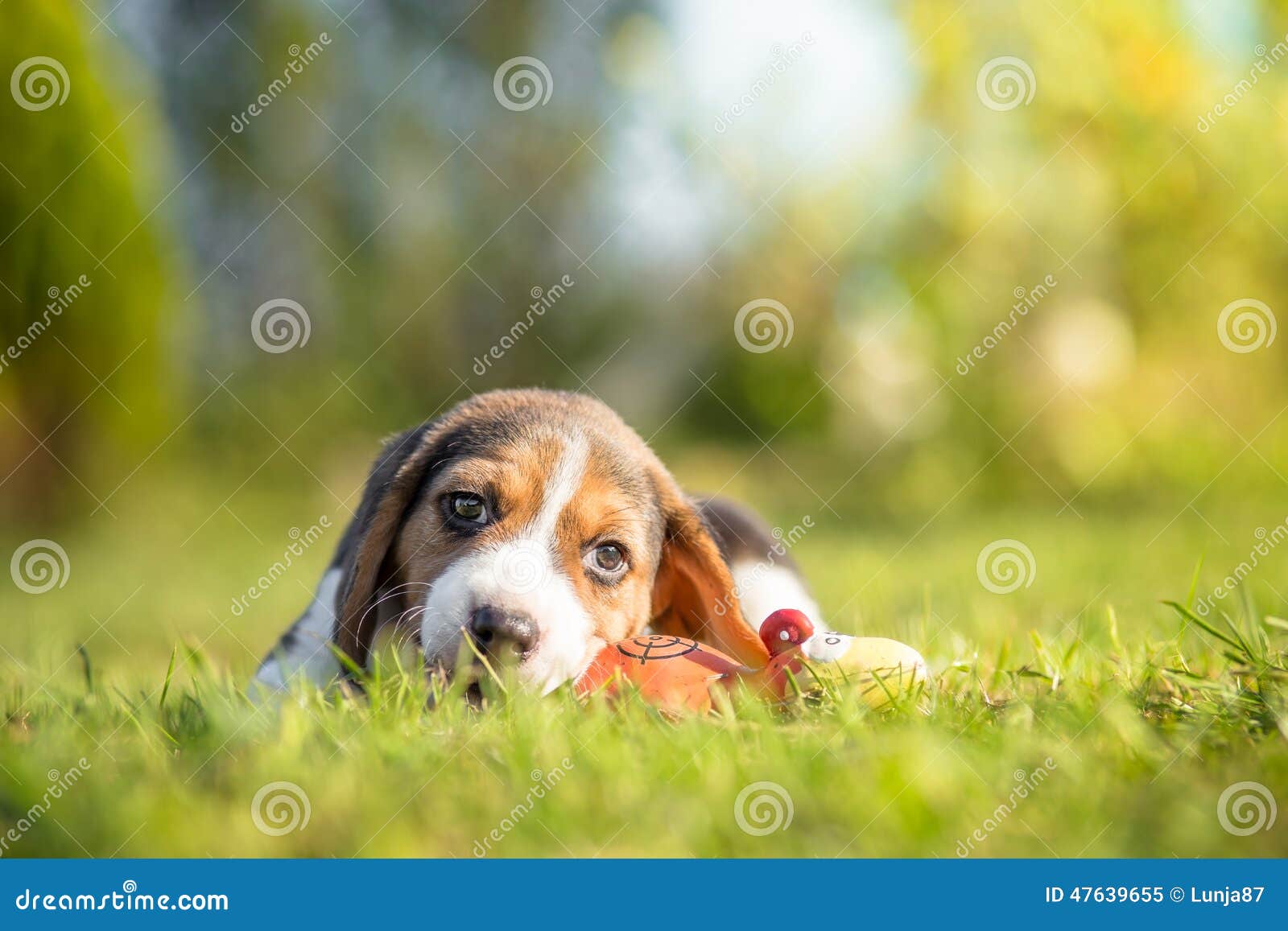 Beagle Puppy Playing with Toy Stock Image - Image of hound, exterior ...
