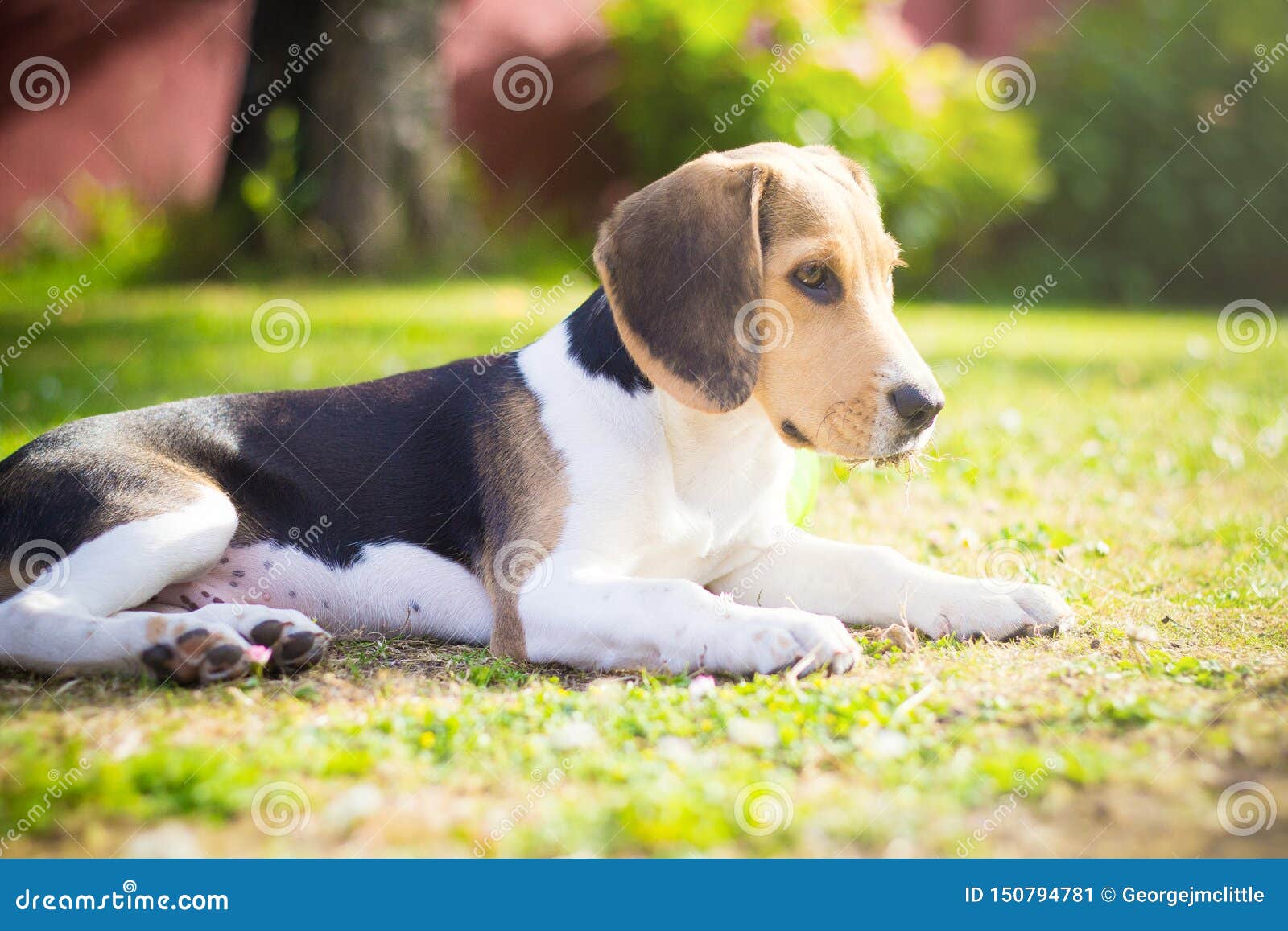Beagle puppy portrait stock image. Image of white, canine - 150794781