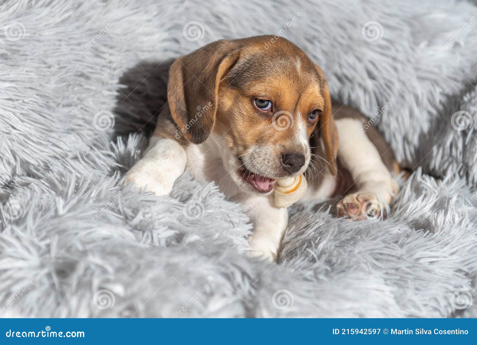 Beagle Puppy Resting on a Couch Stock Image - Image of friends, cute ...