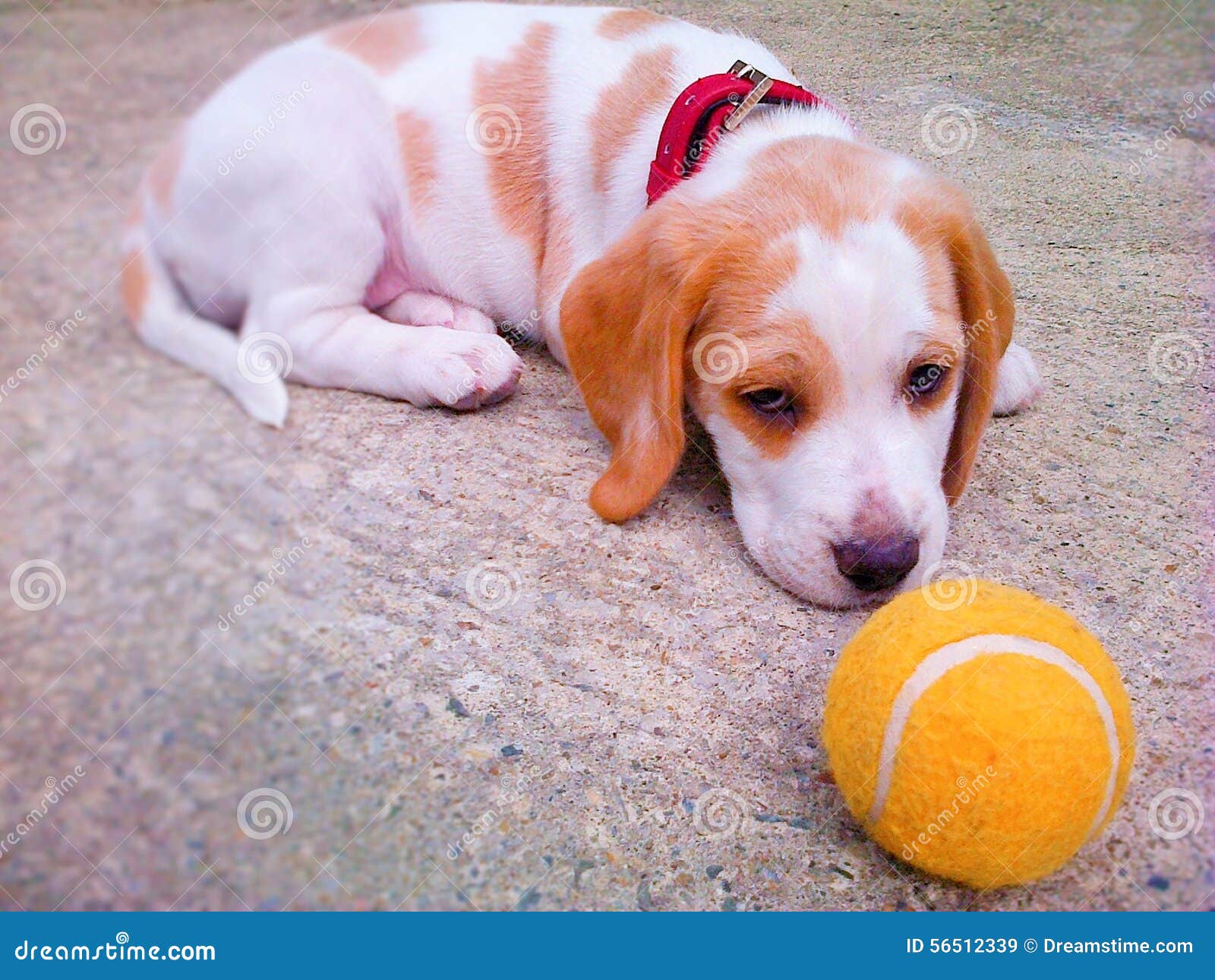 Beagle puppy stock image. Image of lemon, puppy, ball - 56512339