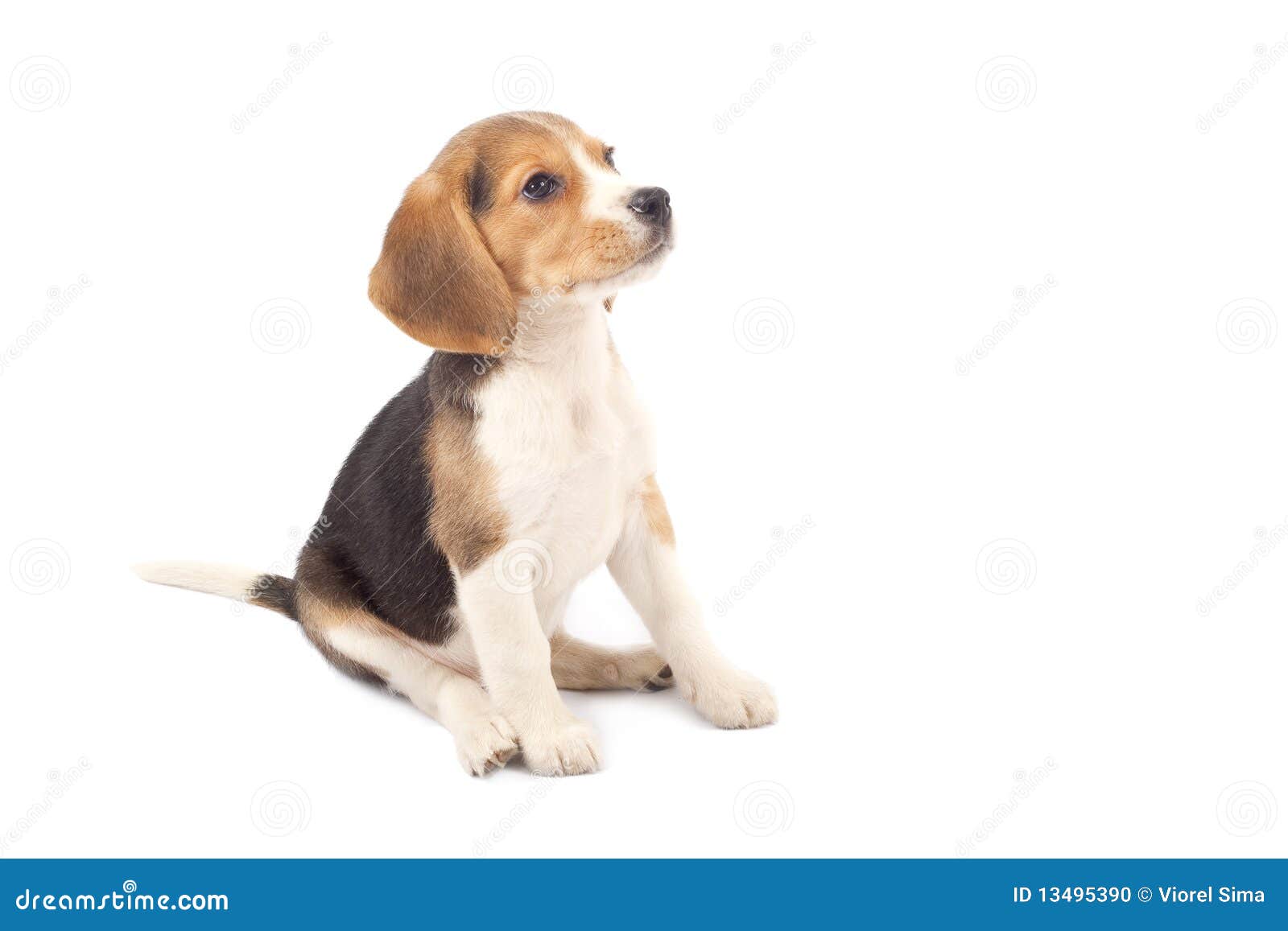 Beagle puppy sitting stock photo. Image of isolated, adorable - 13495390