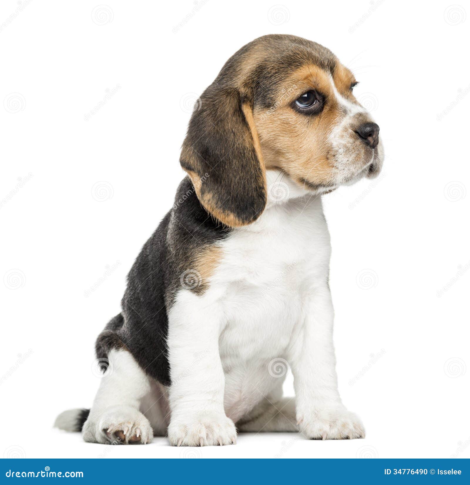 Beagle Puppy Sitting, Isolated Stock Photo - Image of mammal, people ...
