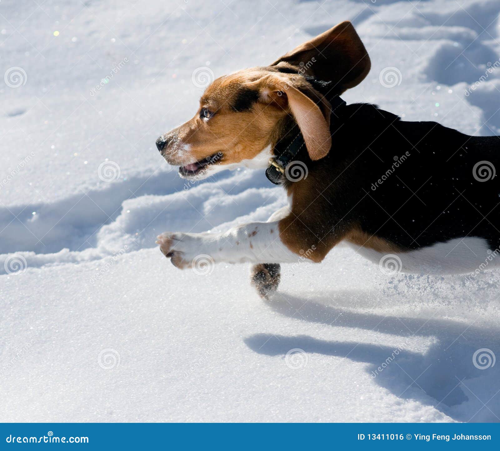 Beagle puppy in snow stock photo. Image of animal, running - 13411016