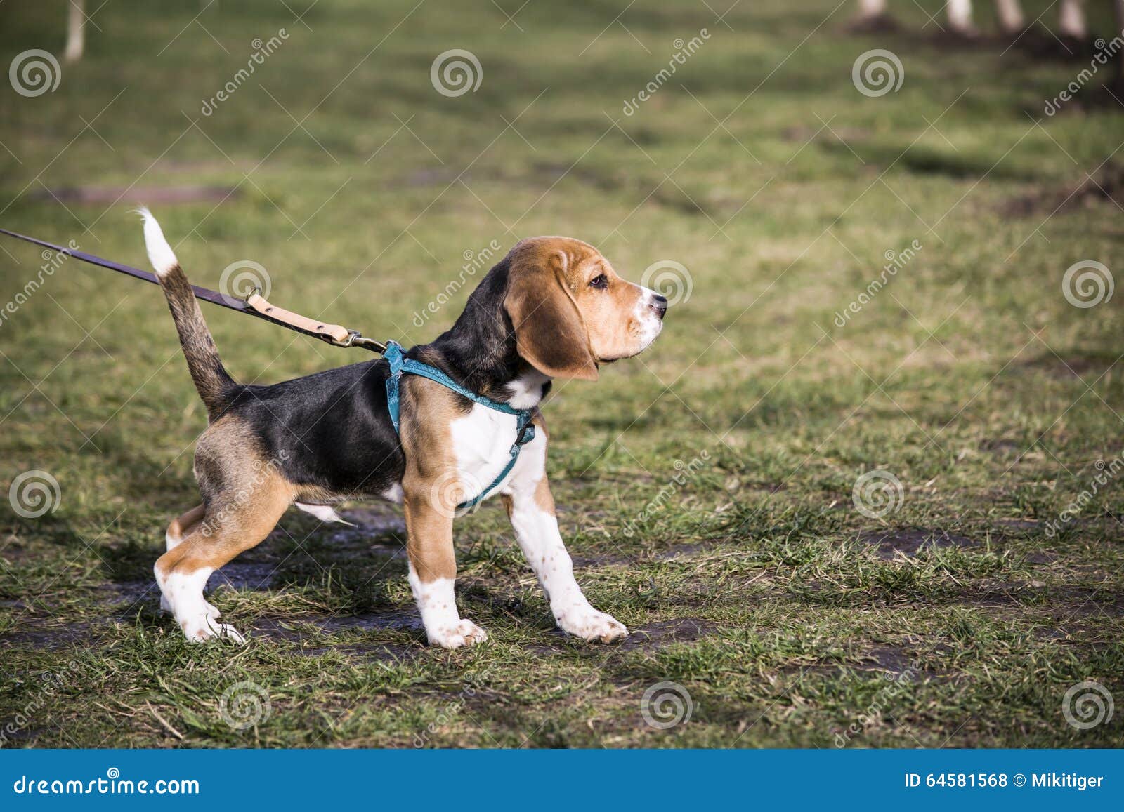Beagle puppy stock photo. Image of cute, walking, grass - 64581568