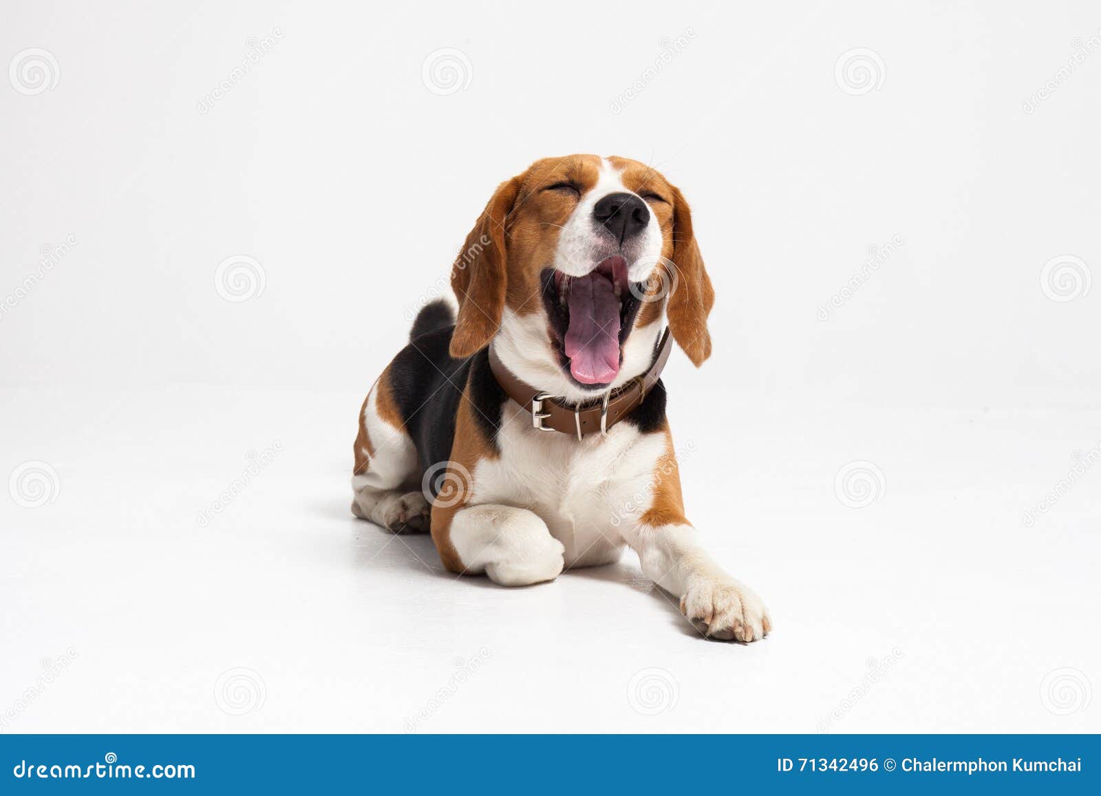Beagle Puppy, Yawning In Front Of White Background Stock Photo - Image ...