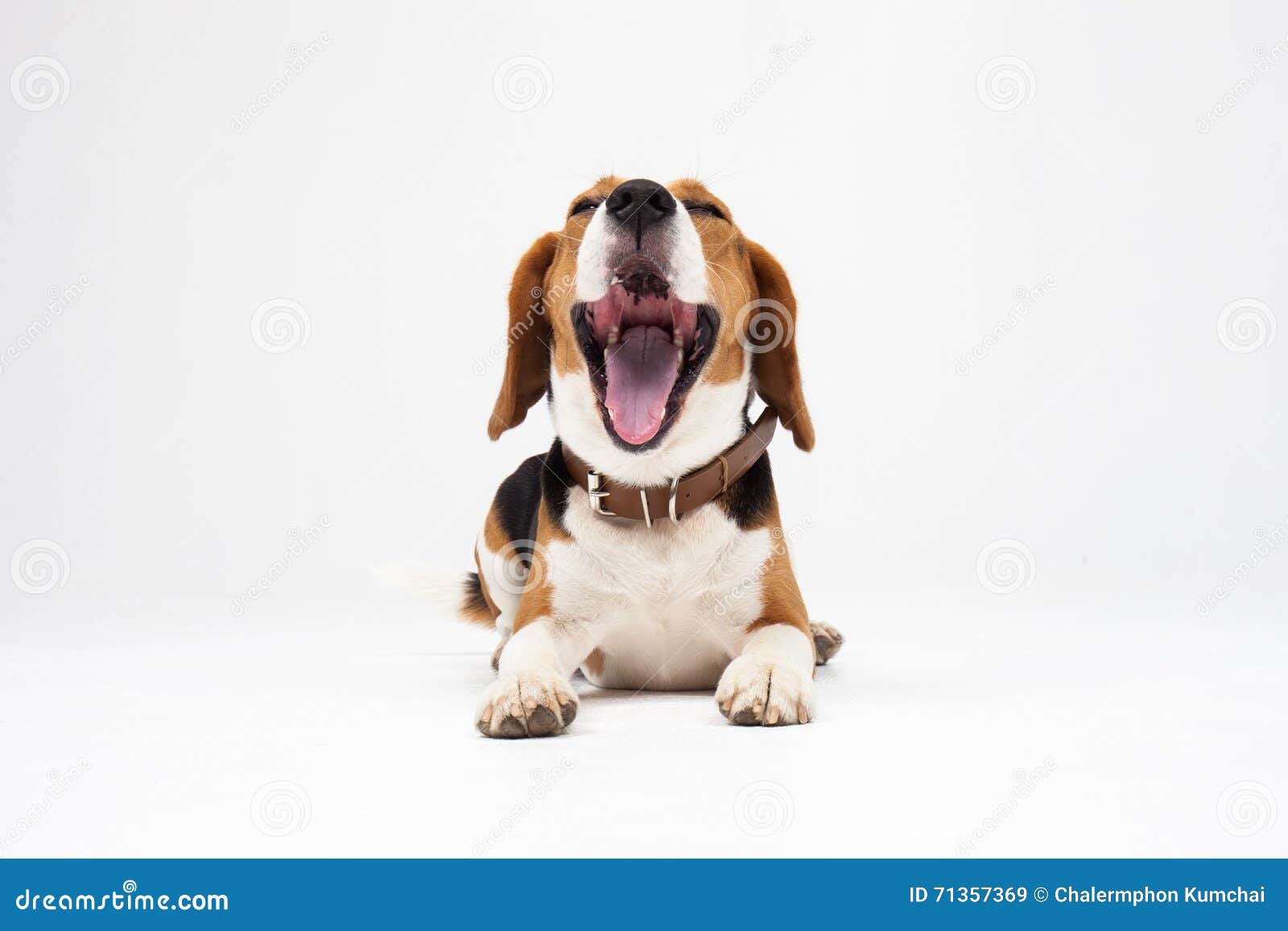 Beagle Puppy, Yawning in Front of White Background Stock Image - Image ...