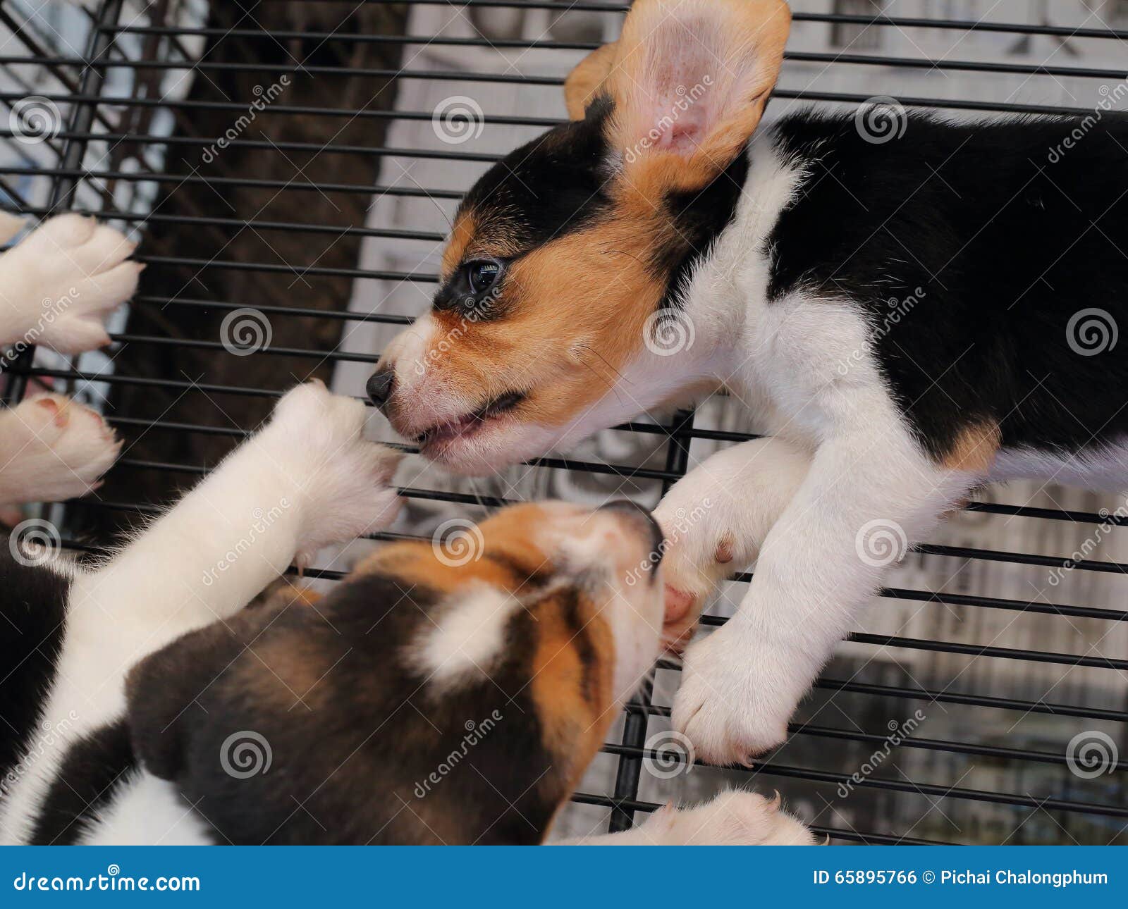 Beagle pupy dog in farm stock photo. Image of pupy, pets - 65895766