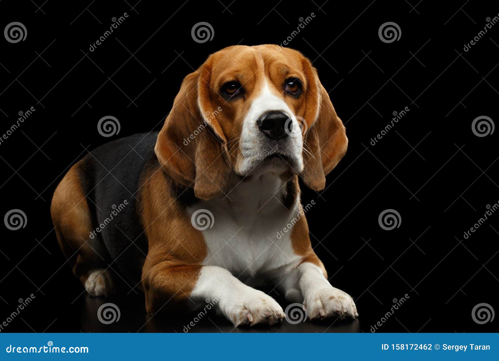Beagle Purebred Dog Isolated on Black Background Stock Photo - Image of ...
