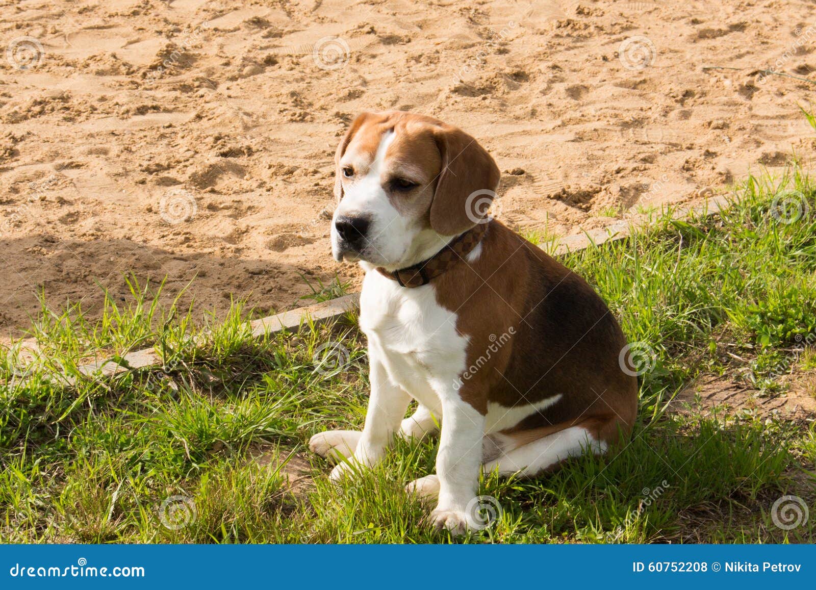 Beagle Relaxing after Games. Stock Photo - Image of pets, camera: 60752208