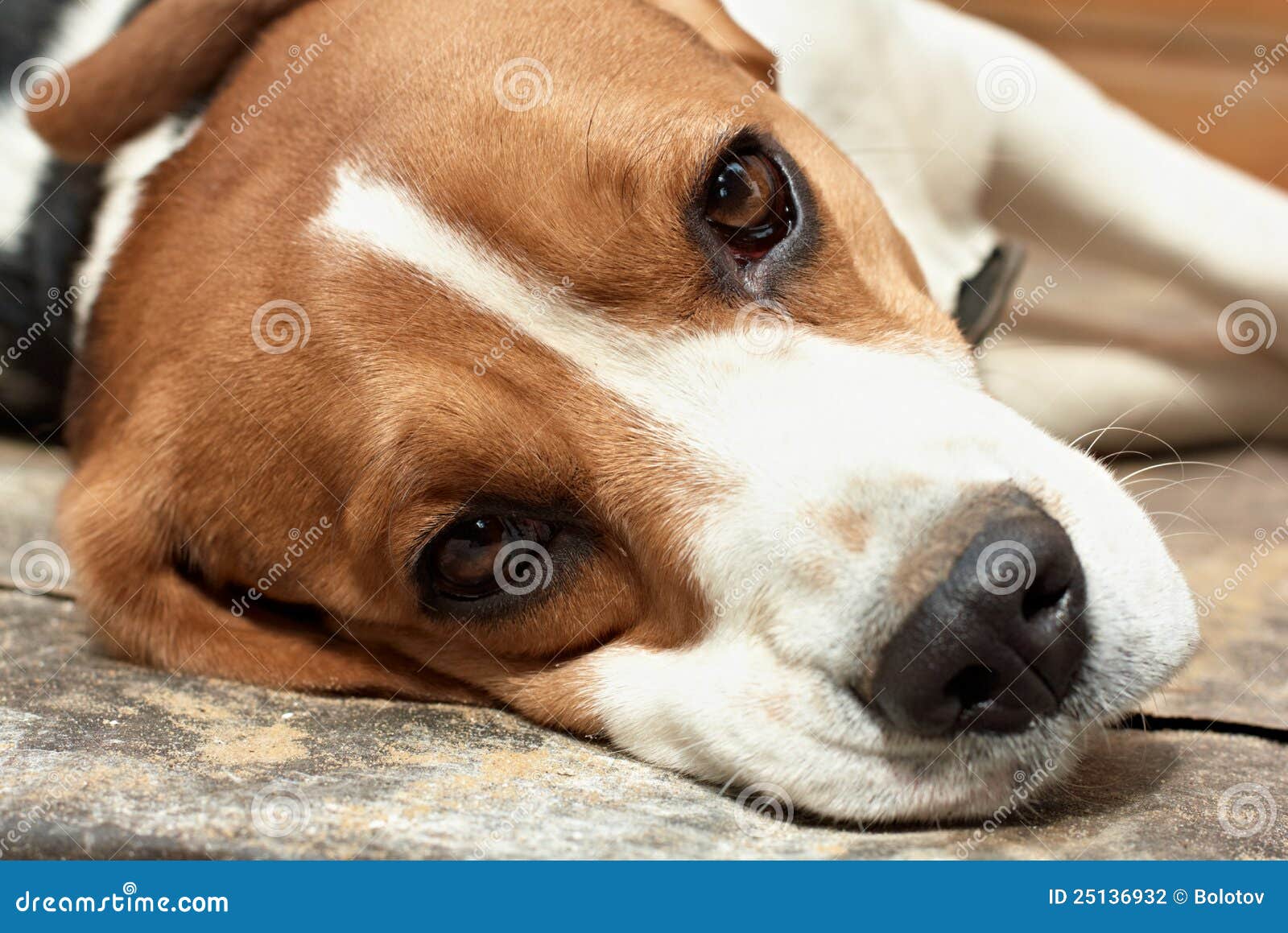 Beagle resting. stock photo. Image of looking, cute, friend - 25136932