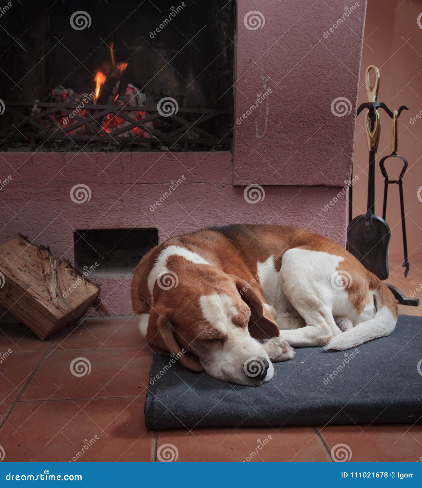 Beagle Resting on the Floor by the Fireplace . Stock Photo - Image of ...