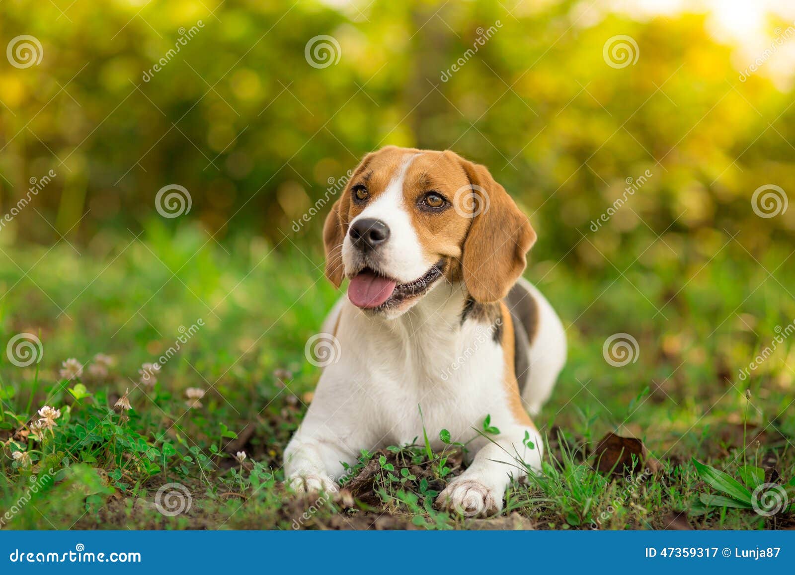 Beagle resting in garden stock image. Image of face, tongue - 47359317