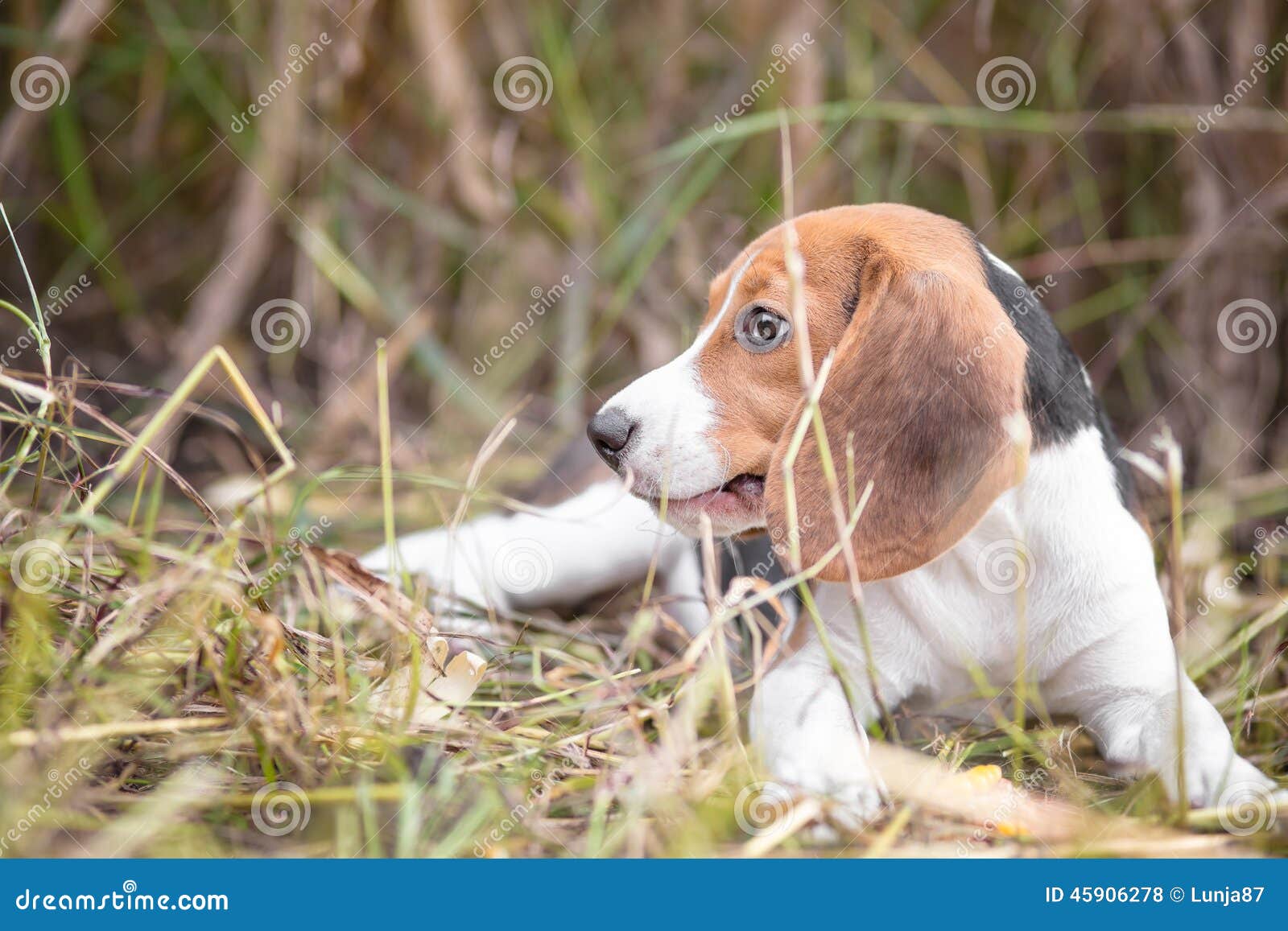 Beagle resting in nature stock photo. Image of cute, autumn - 45906278