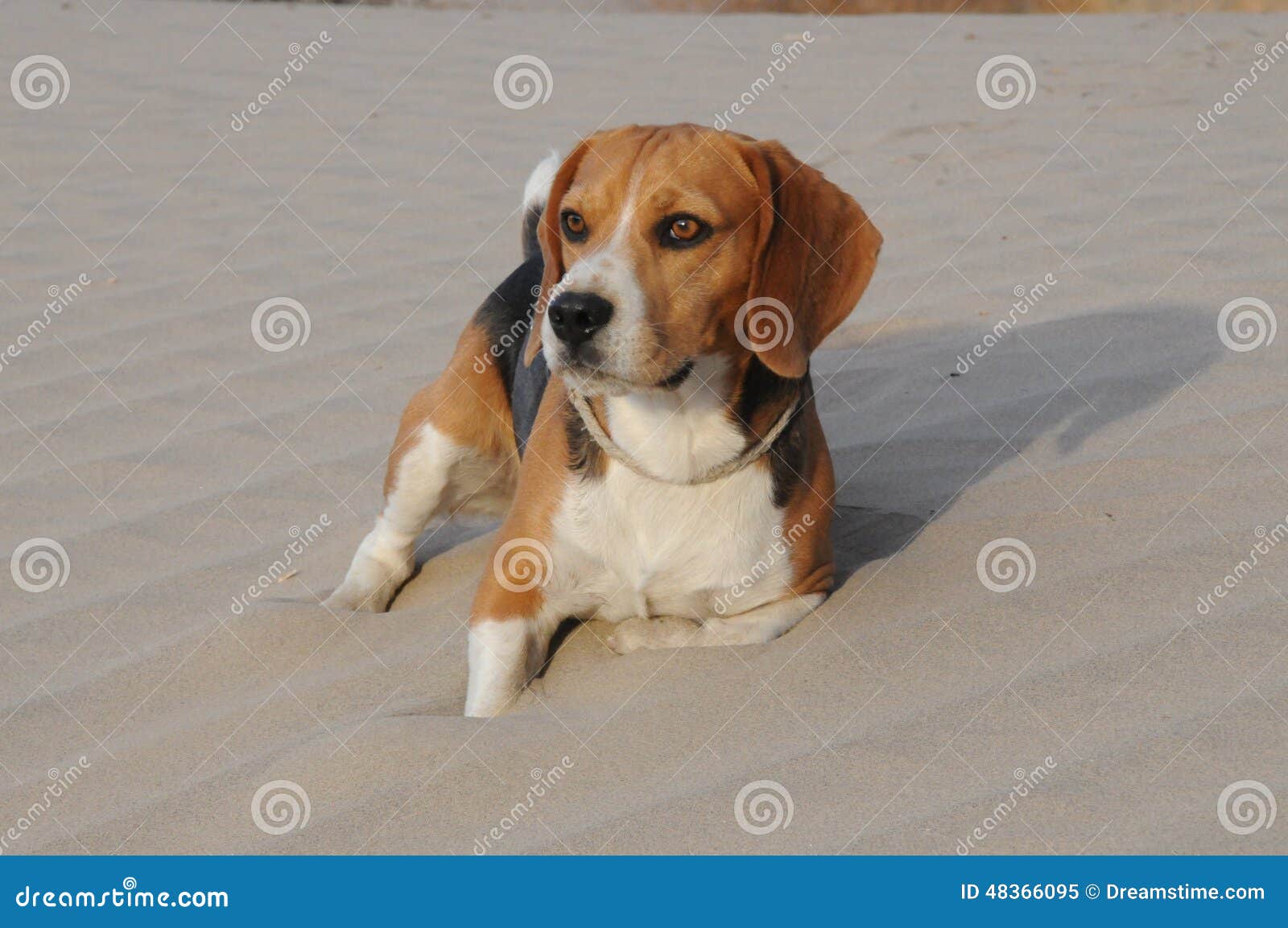 Beagle resting in the sand stock image. Image of interesting - 48366095