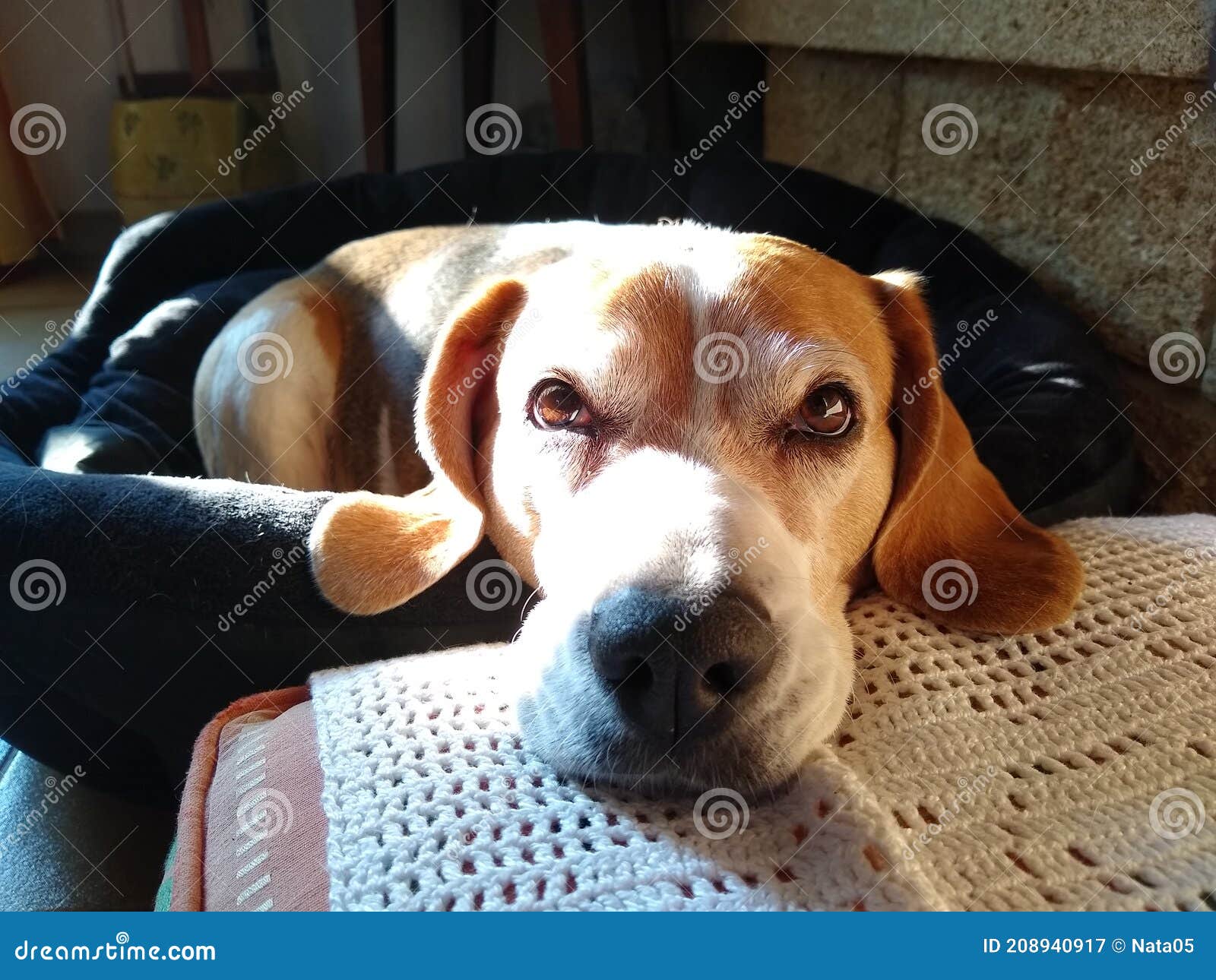 Beagle is Resting in the Sun and Looking at Me Stock Image - Image of ...