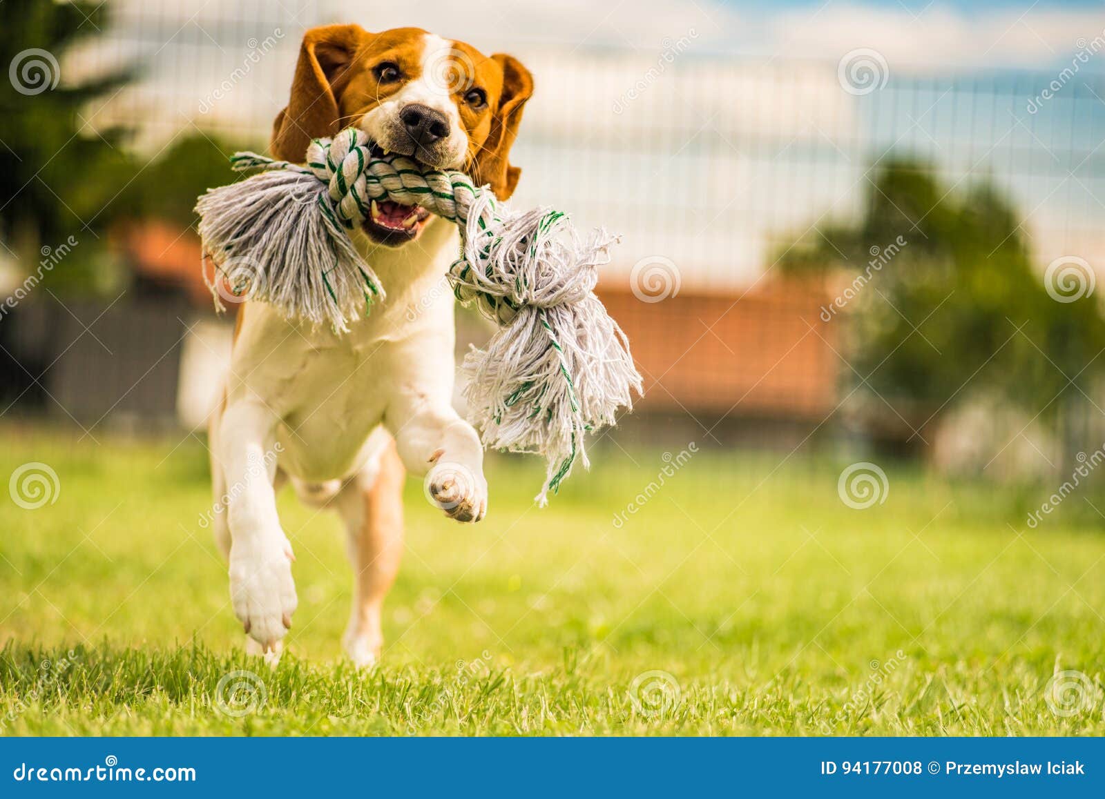 BEAGLE RUN stock photo. Image of ogrodek, beagle, running - 94177008