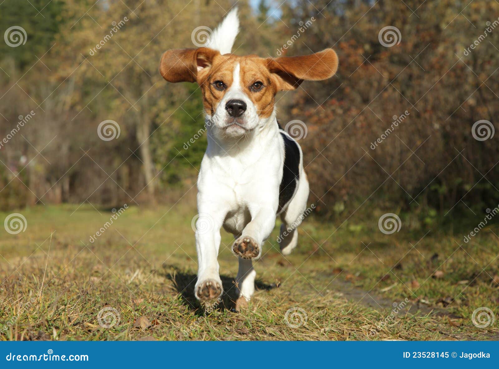 Beagle Running in Autumn Park Stock Image - Image of outdoor, grass ...