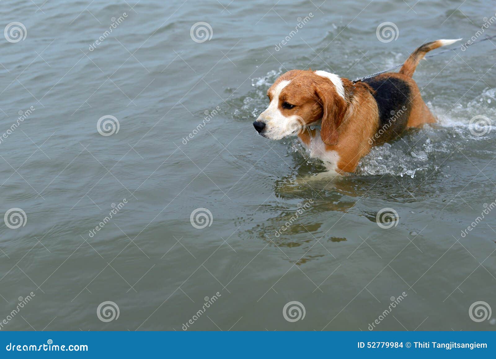 Beagle running stock photo. Image of jump, pets, feel - 52779984