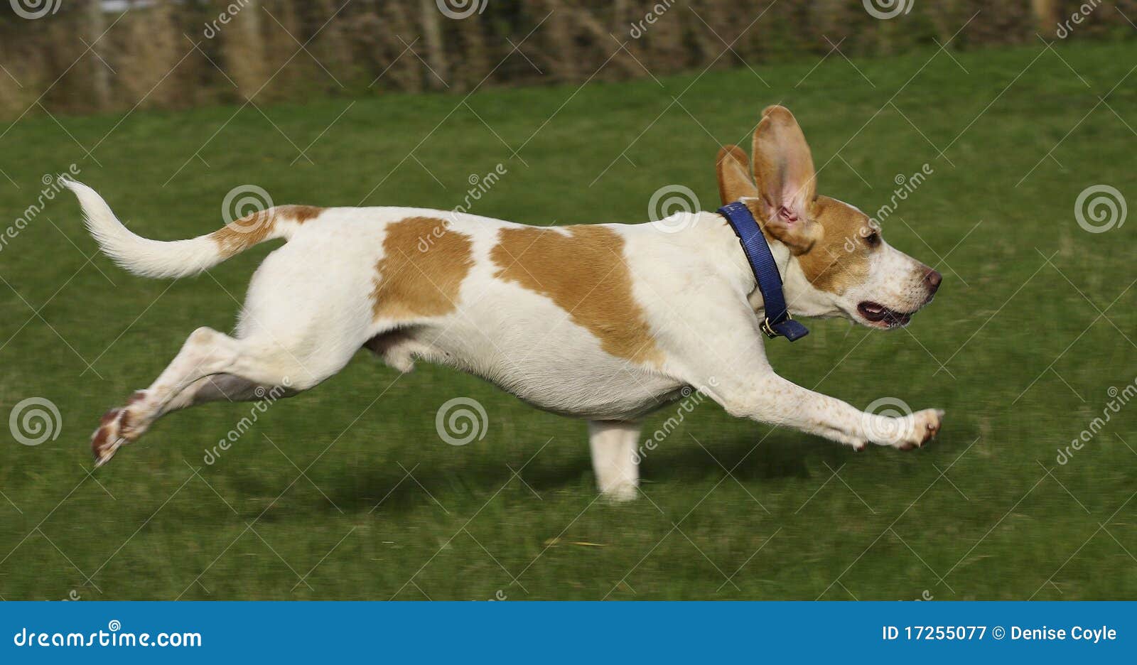 Beagle running free stock image. Image of young, animal - 17255077