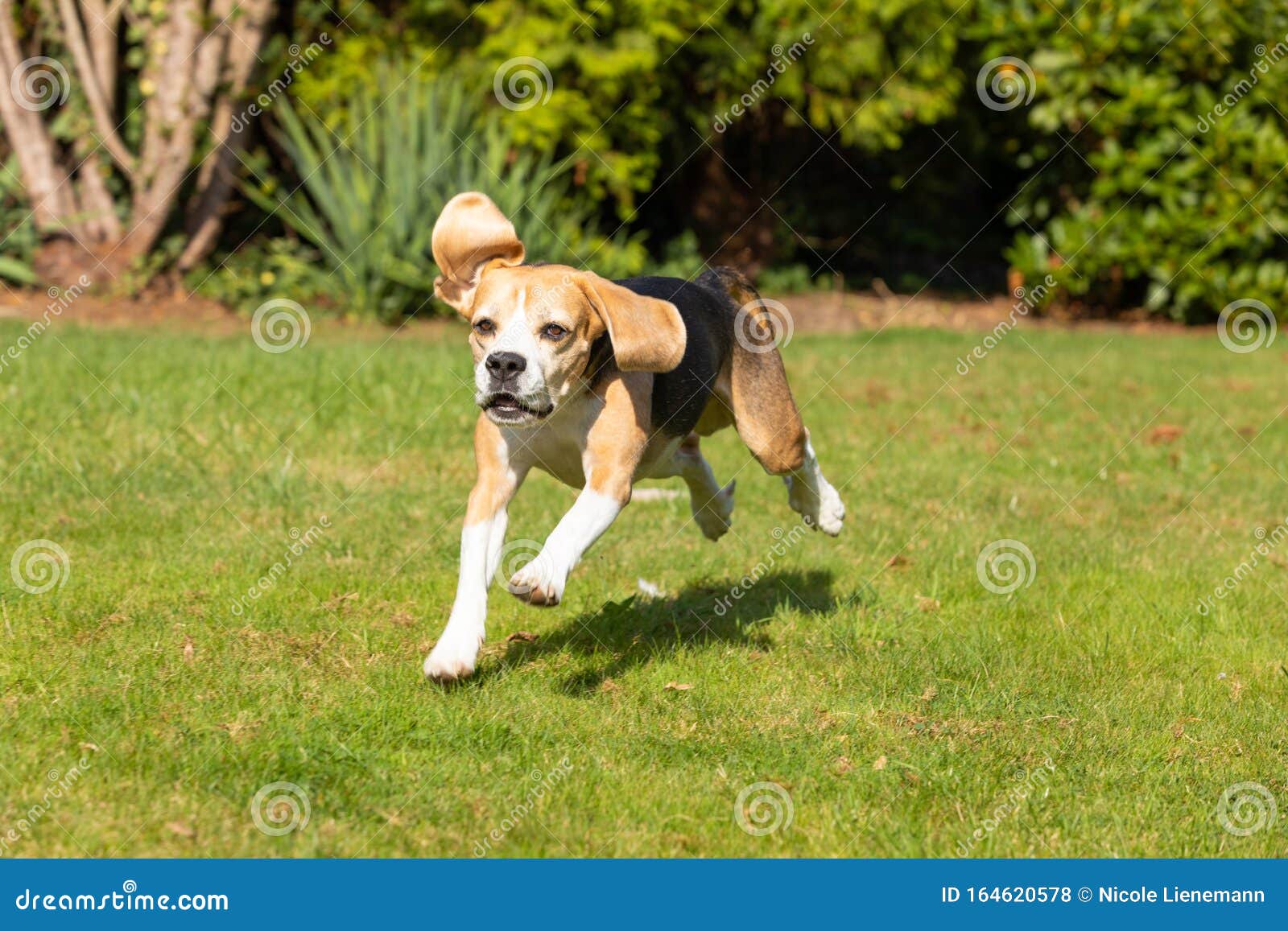 Beagle Running in the Garden Stock Photo - Image of sitting, play ...